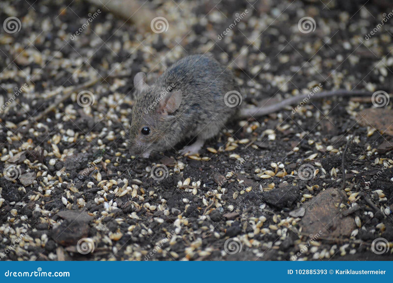 A Small Gray Mouse on the Gorund Stock Image - Image of color ...