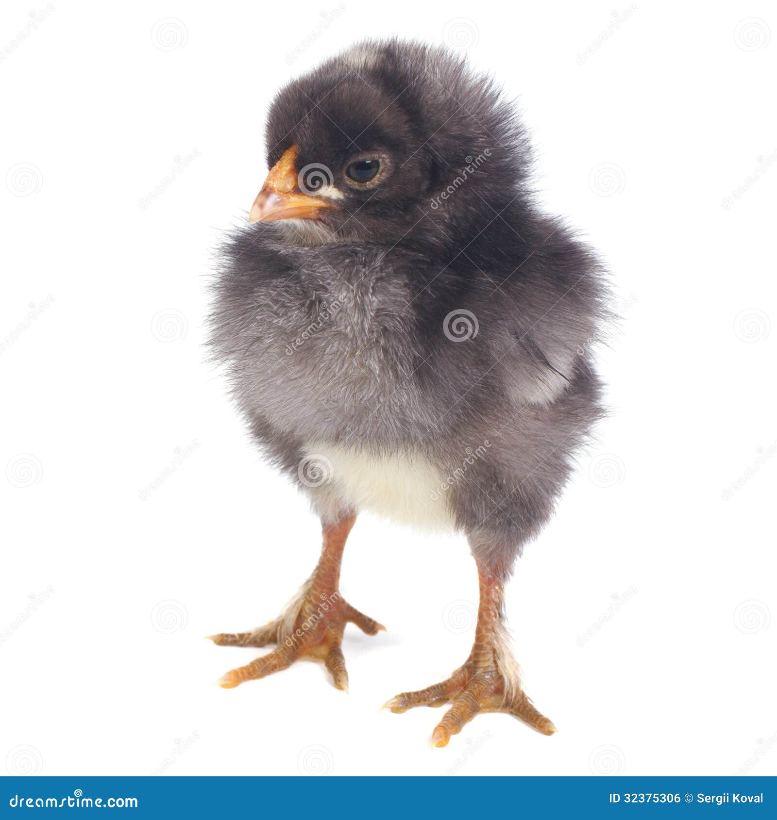 Pileated Chicken Stock Photos - Free & Royalty-Free Stock Photos from ...