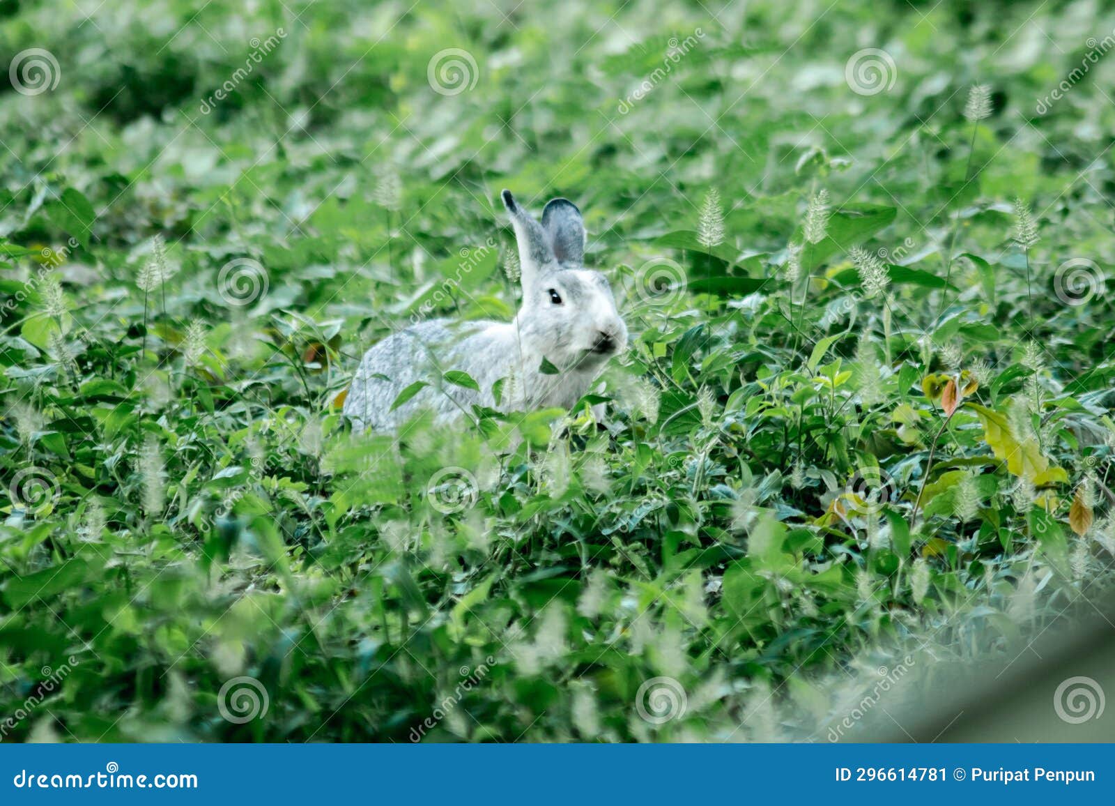 Small Gray Rabbit Nesting in the Grass, Rabbit in the Grass Stock Image ...