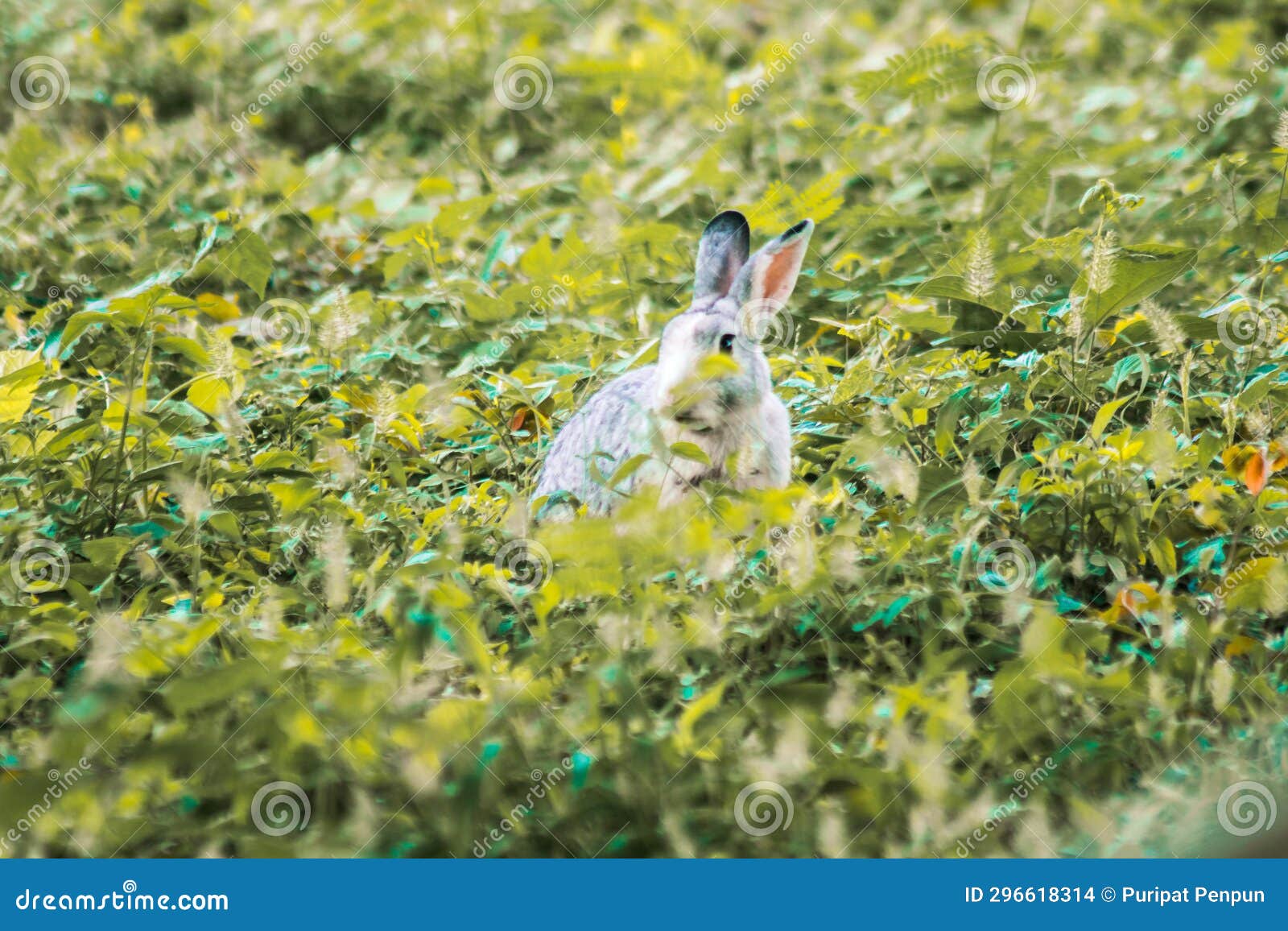 Small Gray Rabbit Nesting in the Grass Stock Photo - Image of hare ...
