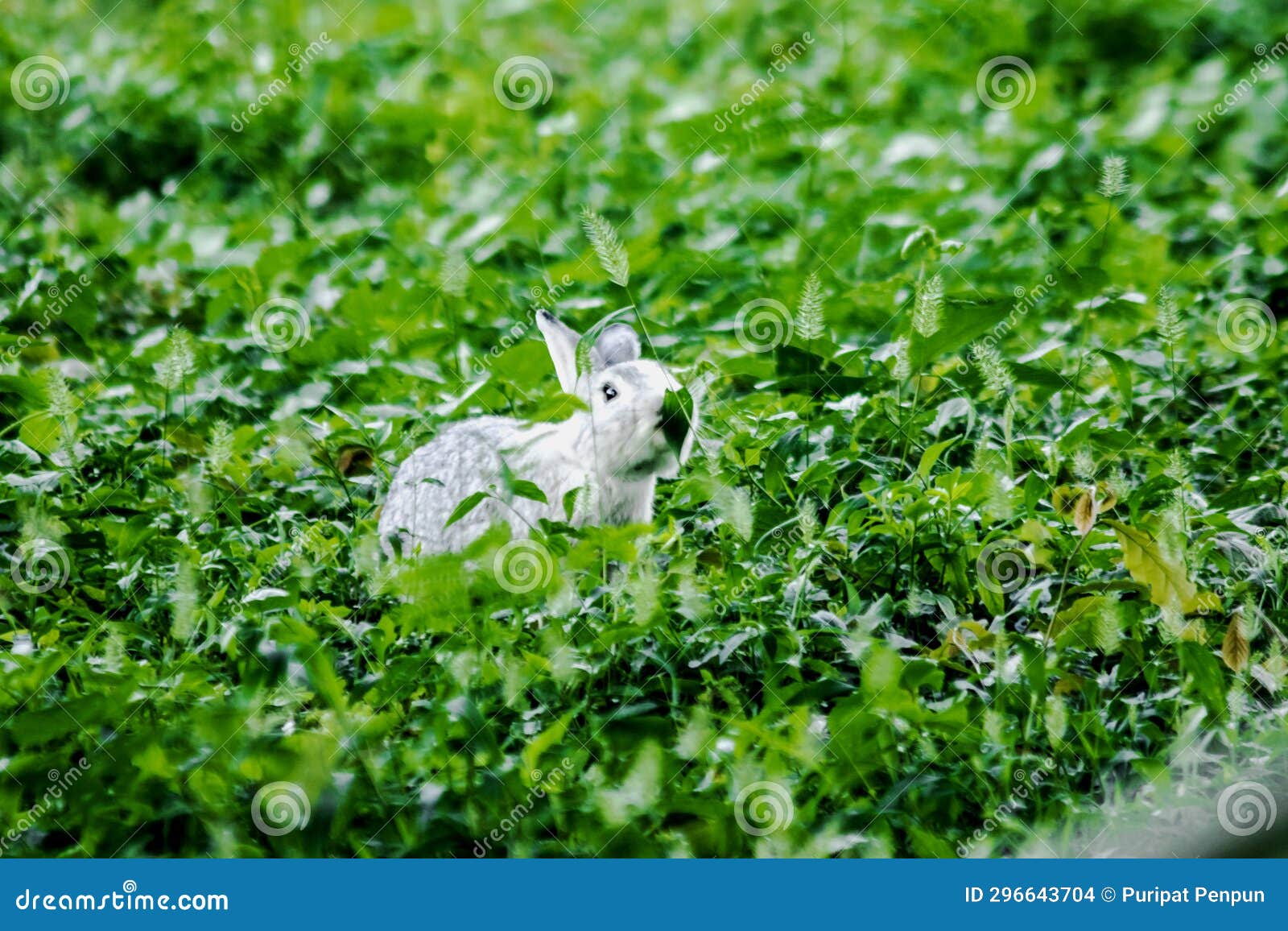 Small Gray Rabbit Nesting in the Grass, Rabbit in the Grass Stock Photo ...