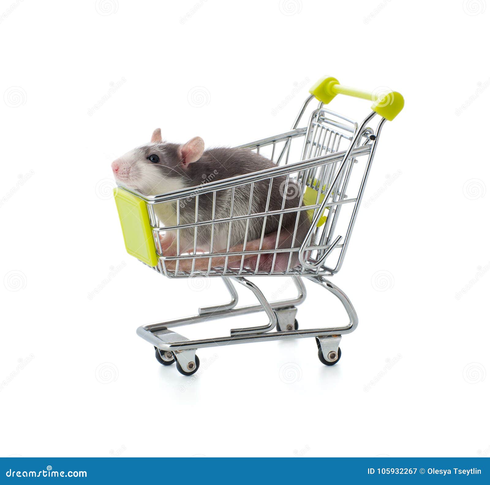 The Small Gray Rat Sits in a Shopping Trolley. Stock Image - Image of ...