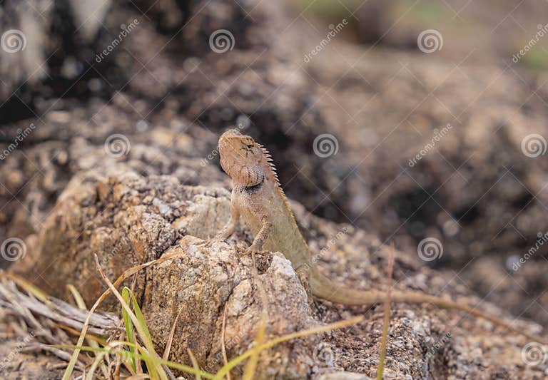 Small Gray Rock Lizard on a Stone Stock Image - Image of wild, macro ...