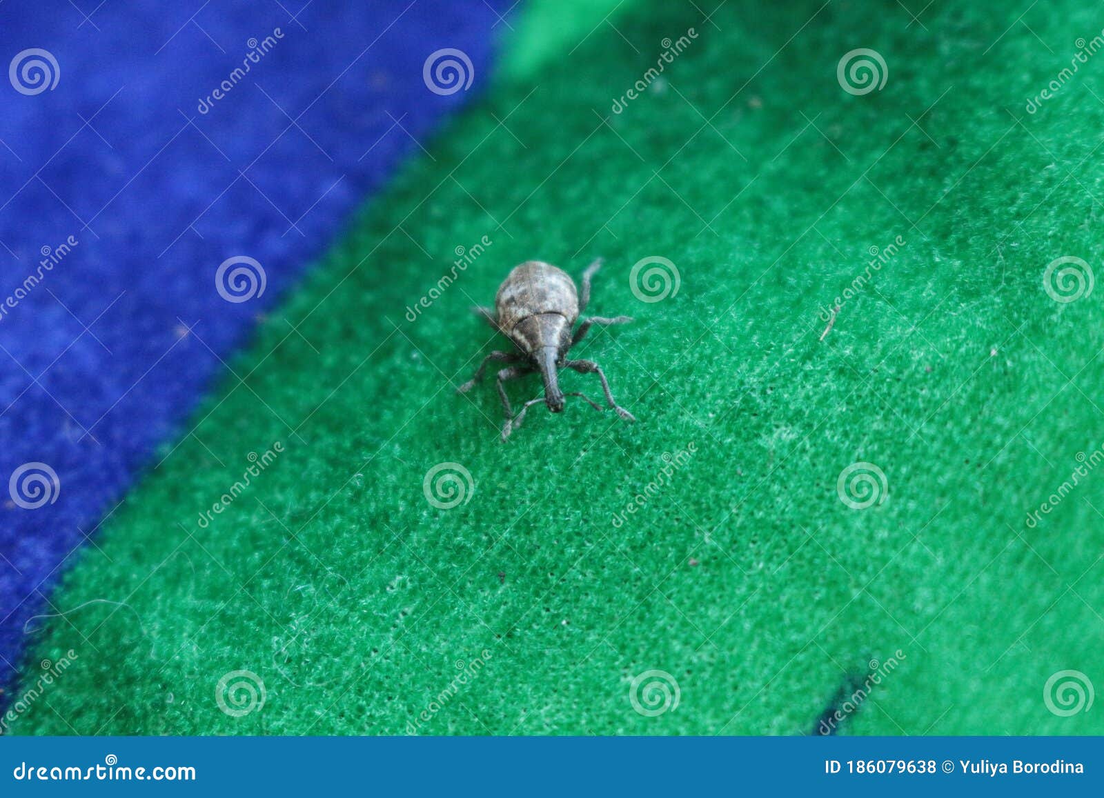 A Small Gray Weevil Bug Sits on a Cloth in a Spring Forest Stock Photo ...