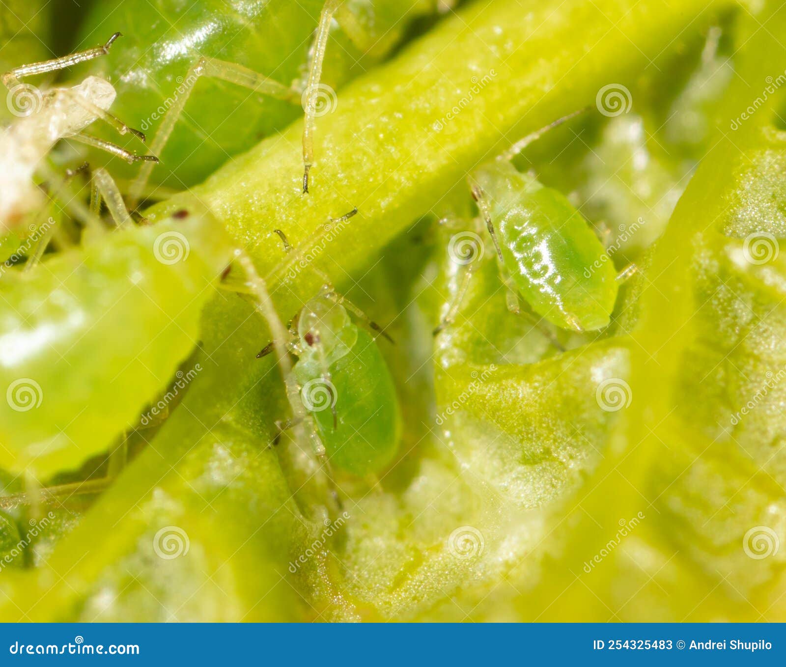 Small Green Aphids on a Tree Leaf. Stock Image - Image of tree, natural ...