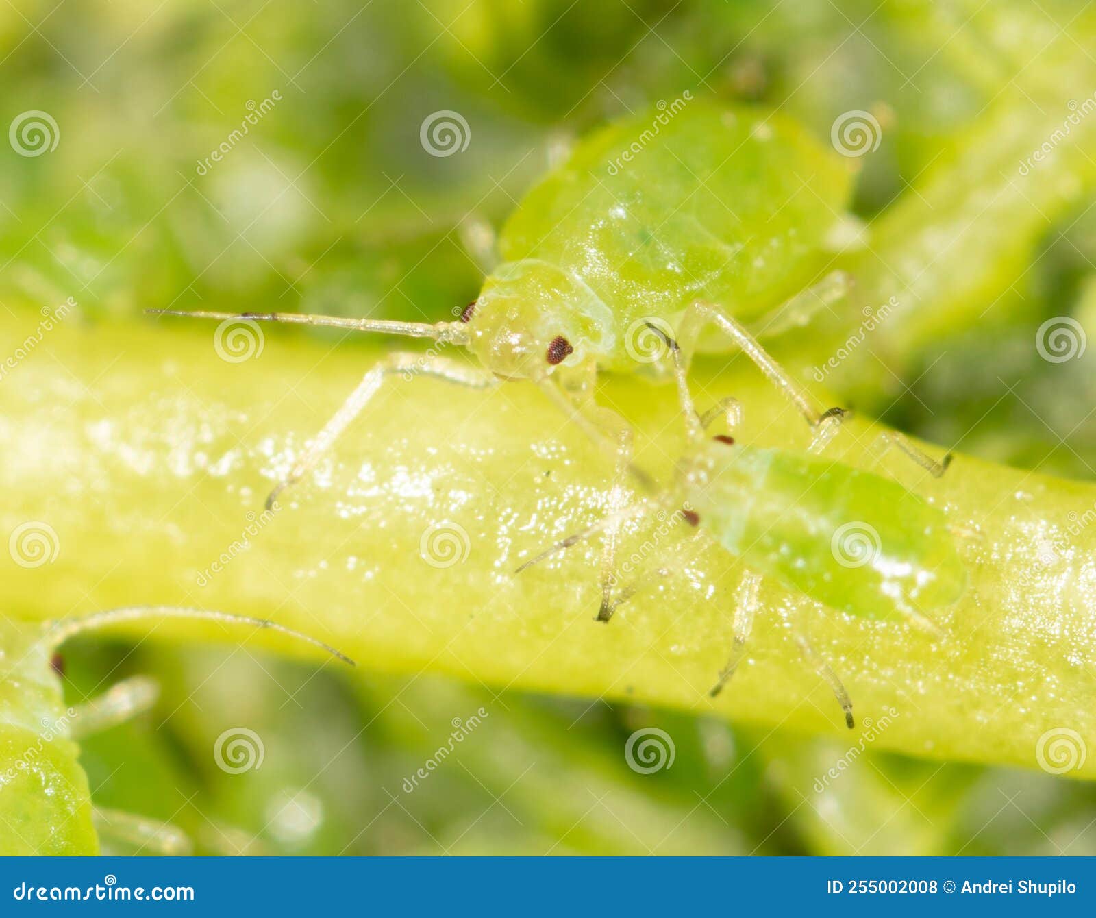 Small Green Aphids on a Tree Leaf. Stock Photo - Image of pest, macro ...