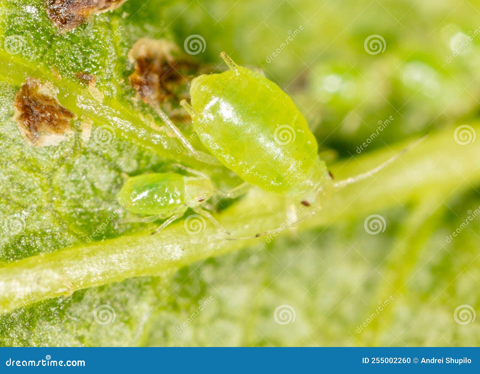 Small Green Aphids on a Tree Leaf. Stock Photo - Image of animal ...