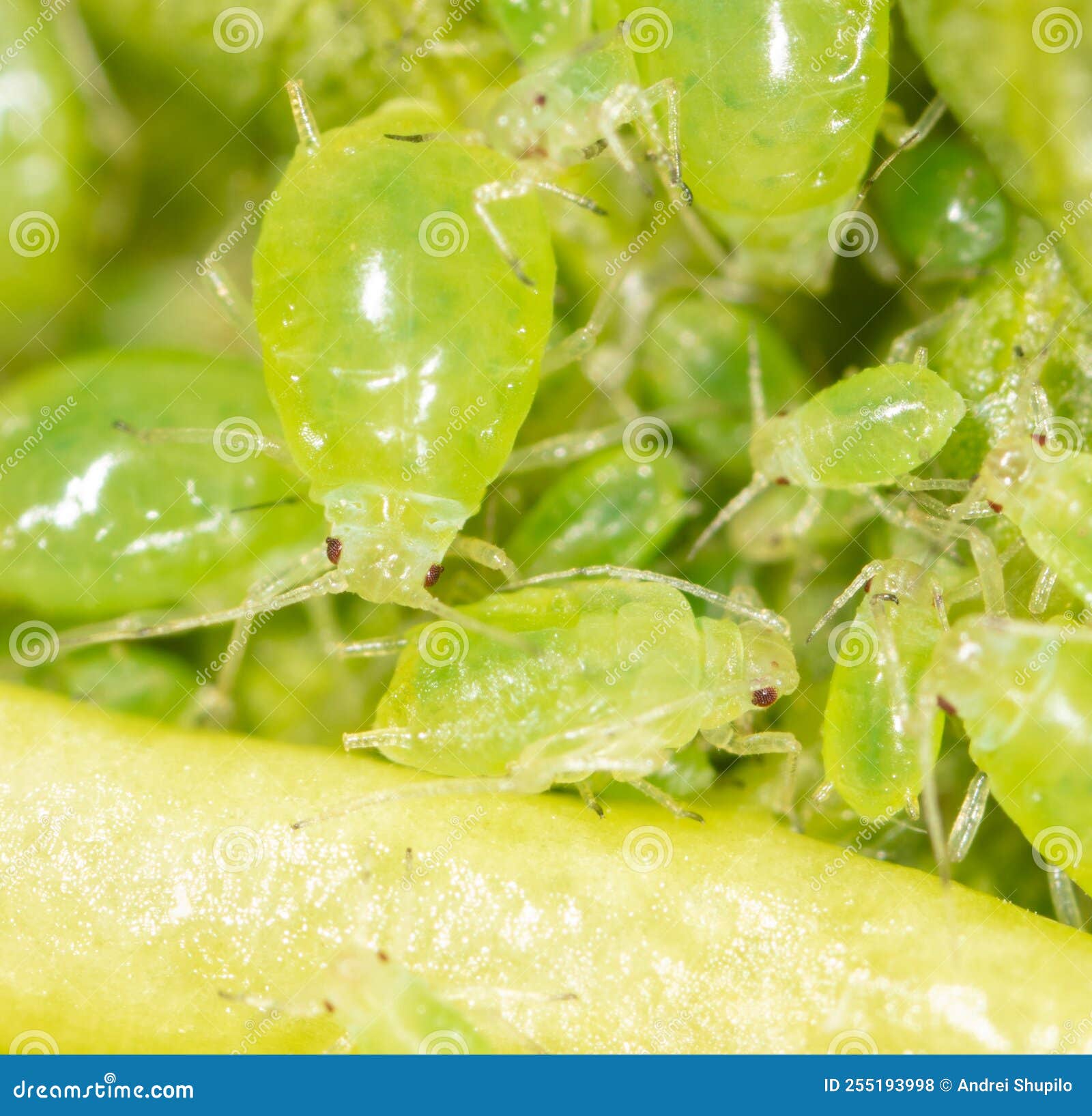 Small Green Aphids on a Tree Leaf. Stock Photo - Image of season, plant ...