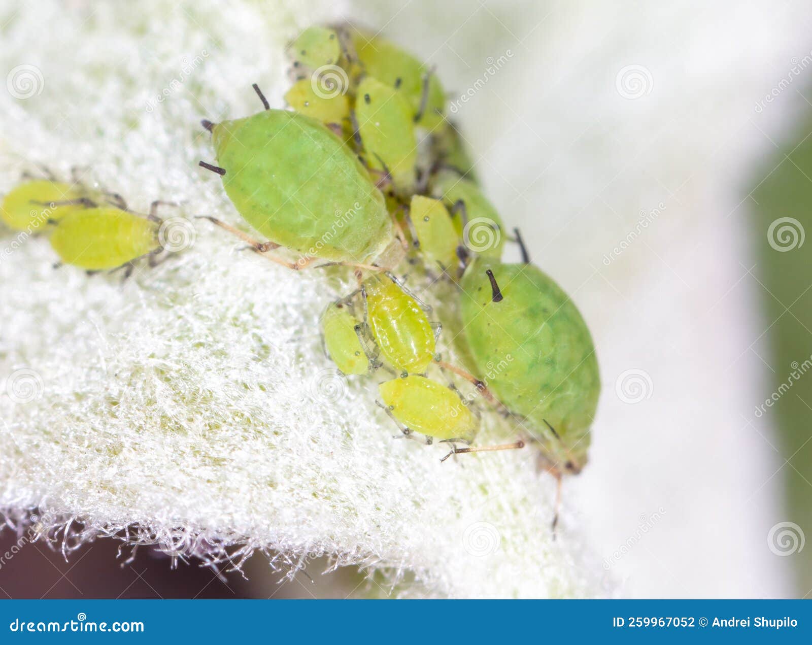 Small Green Aphids on a Tree Leaf. Stock Photo - Image of detail, aphid ...