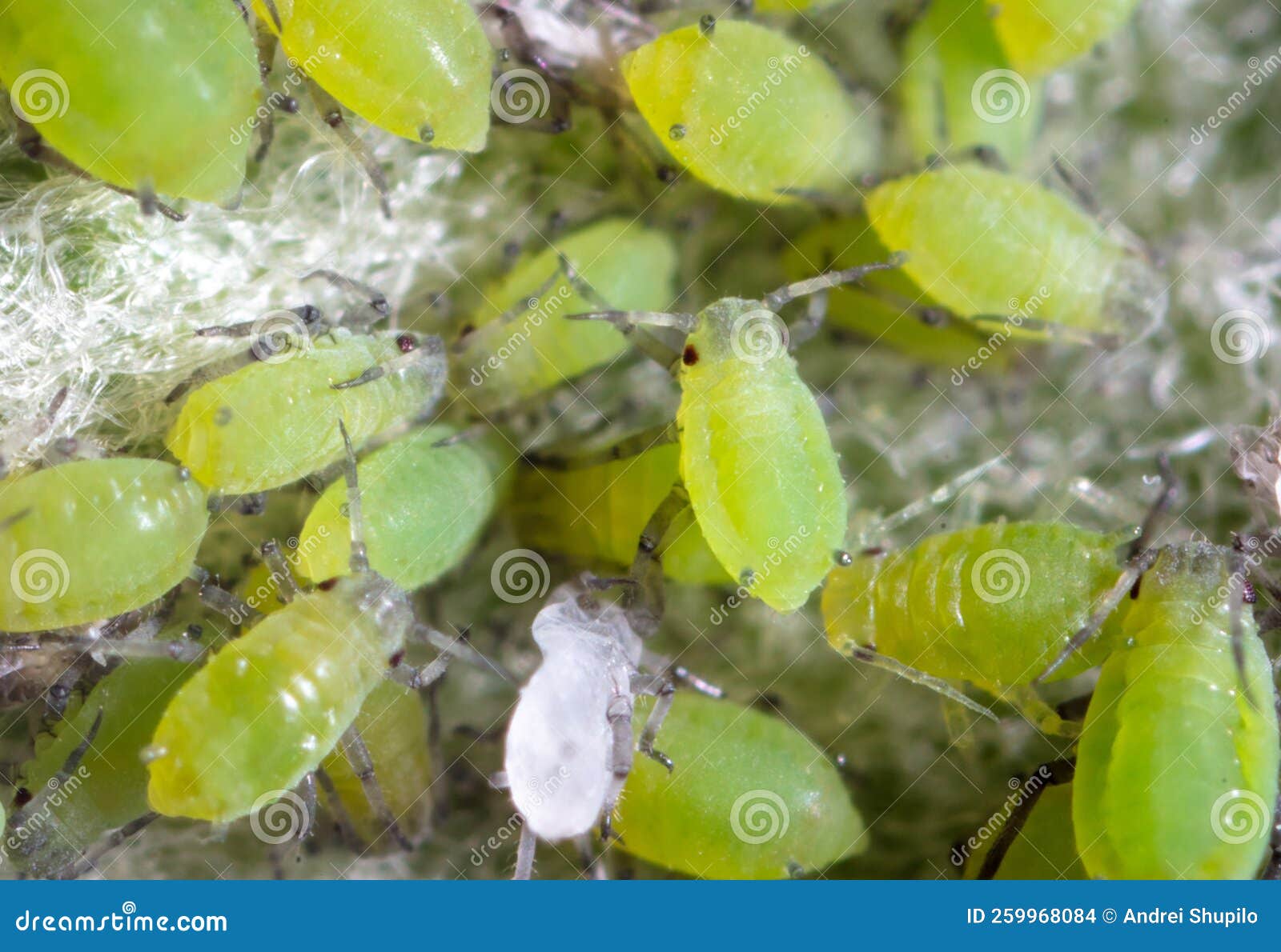 Small Green Aphids on a Tree Leaf. Stock Photo - Image of lice, leaf ...