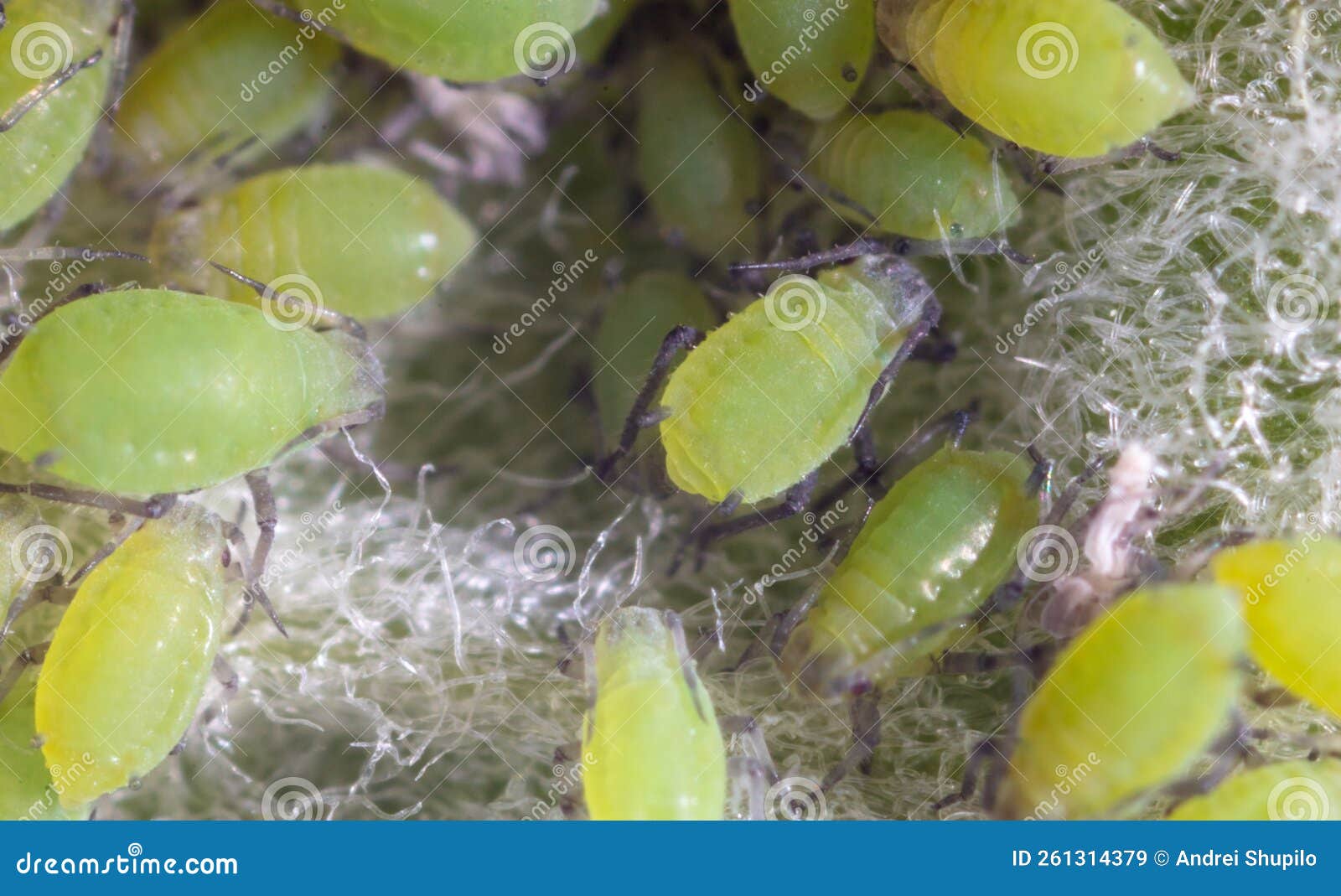 Small Green Aphids on a Tree Leaf. Stock Image - Image of aphids ...
