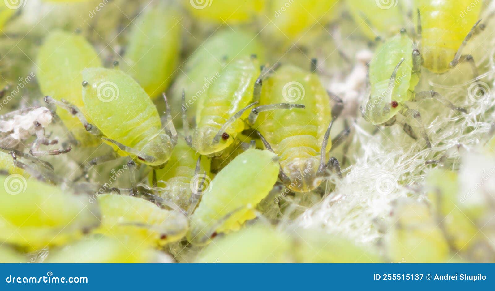 Small Green Aphids on a Tree Leaf. Stock Image - Image of closeup ...