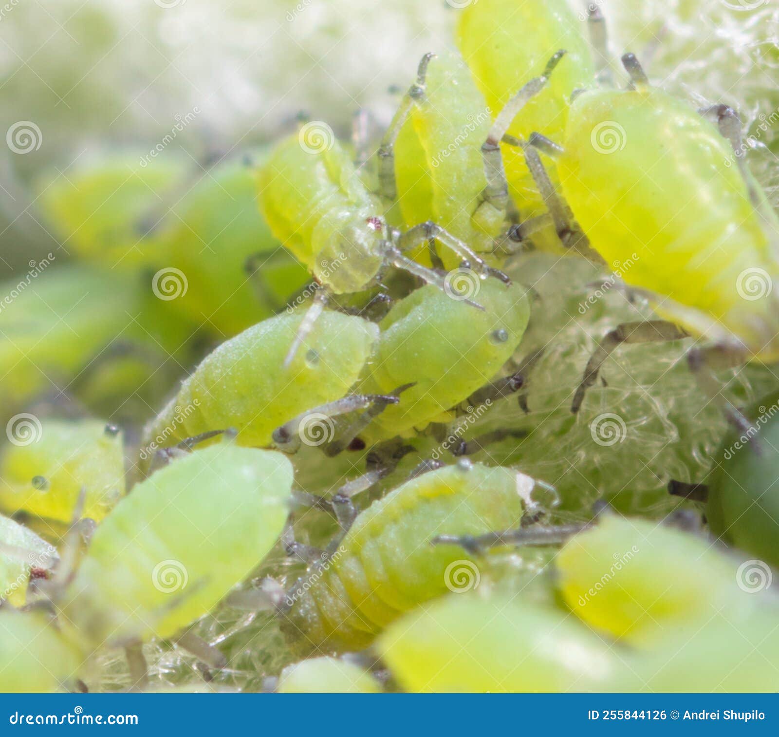 Small Green Aphids on a Tree Leaf. Stock Photo - Image of green ...