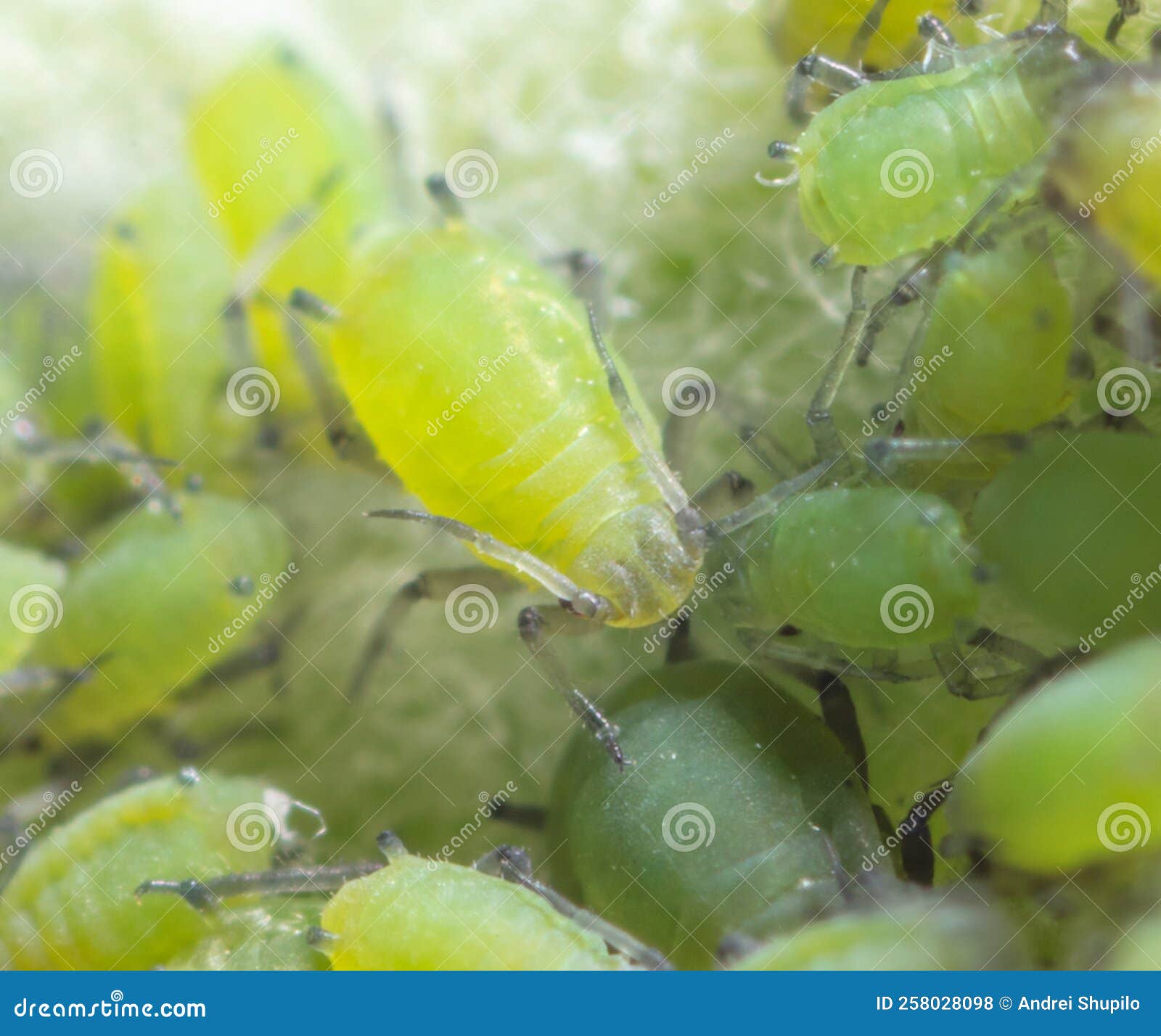 Small Green Aphids on a Tree Leaf. Stock Photo - Image of lice ...