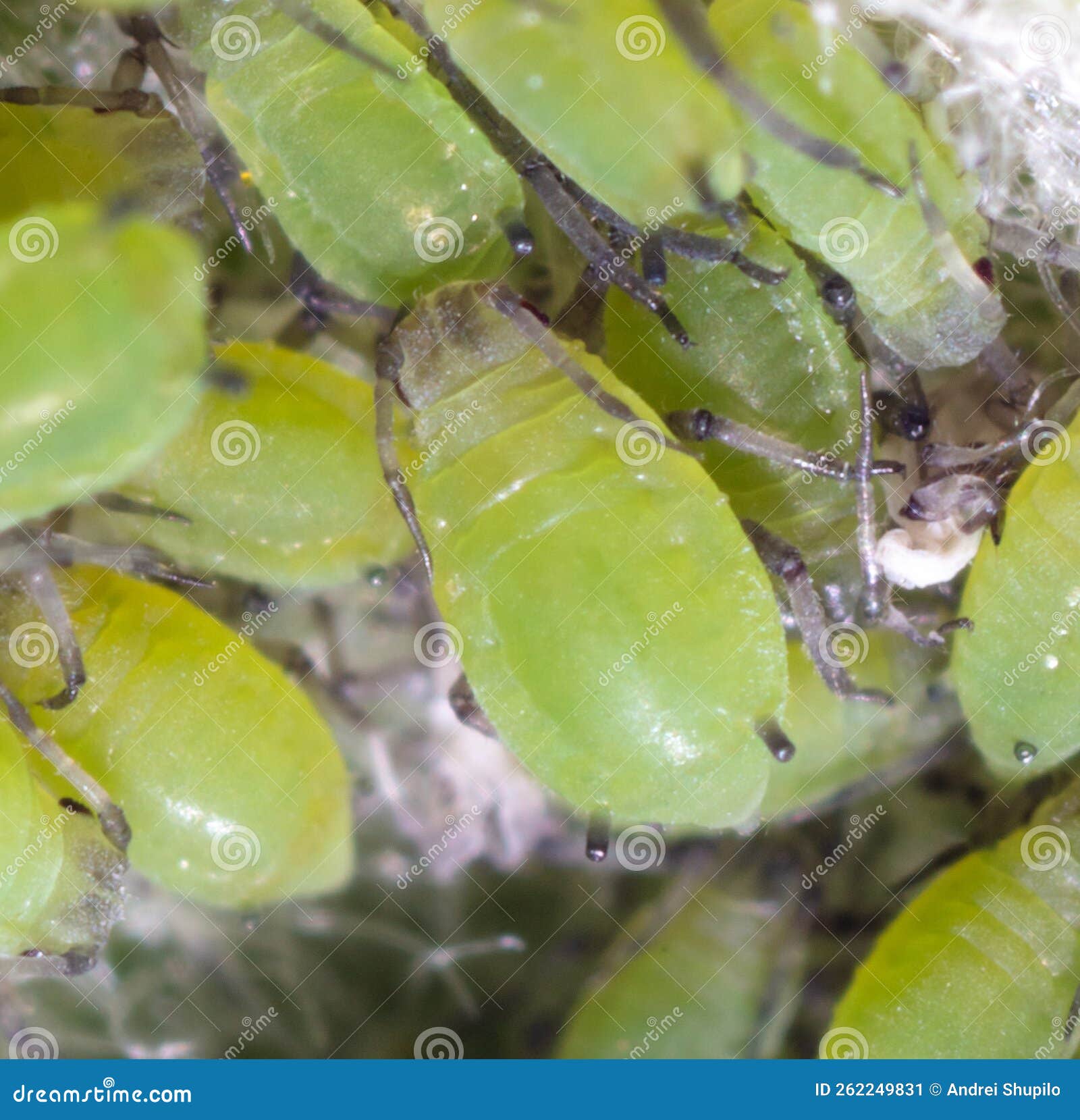 Small Green Aphids on a Tree Leaf. Stock Image - Image of plant, aphid ...