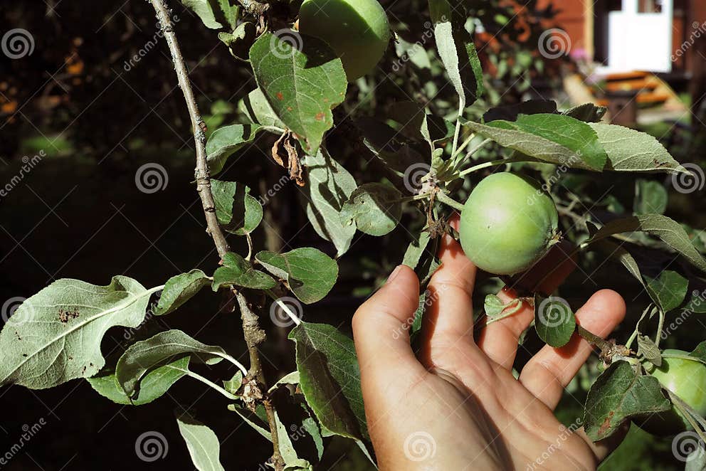 Small green apple stock photo. Image of branch, tree - 224527680
