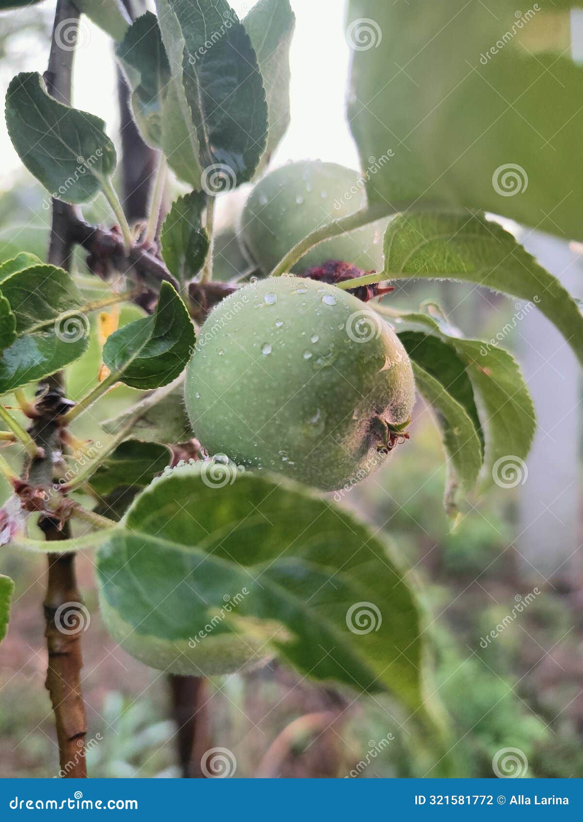 A Small Green Apple on a Tree with Leaves and Drops of Fresh Rain Stock ...