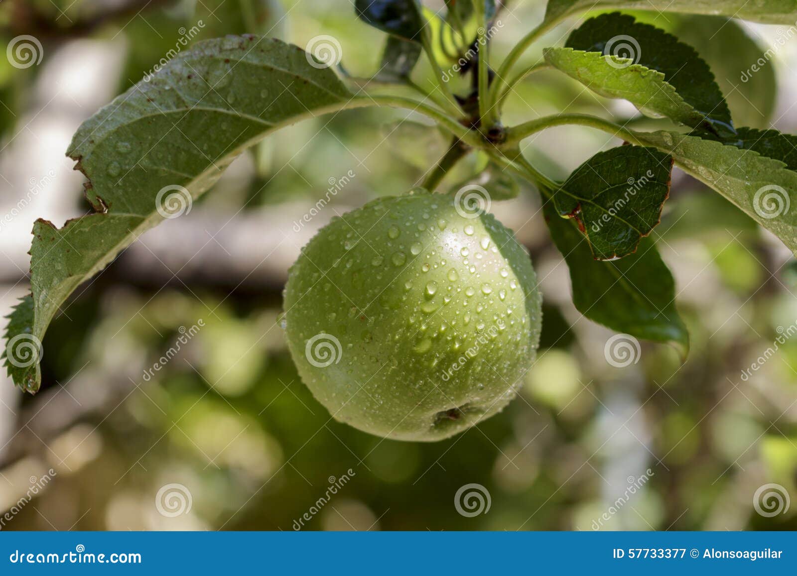 Small Green Apple on the Tree after Rain Stock Image - Image of leaf ...