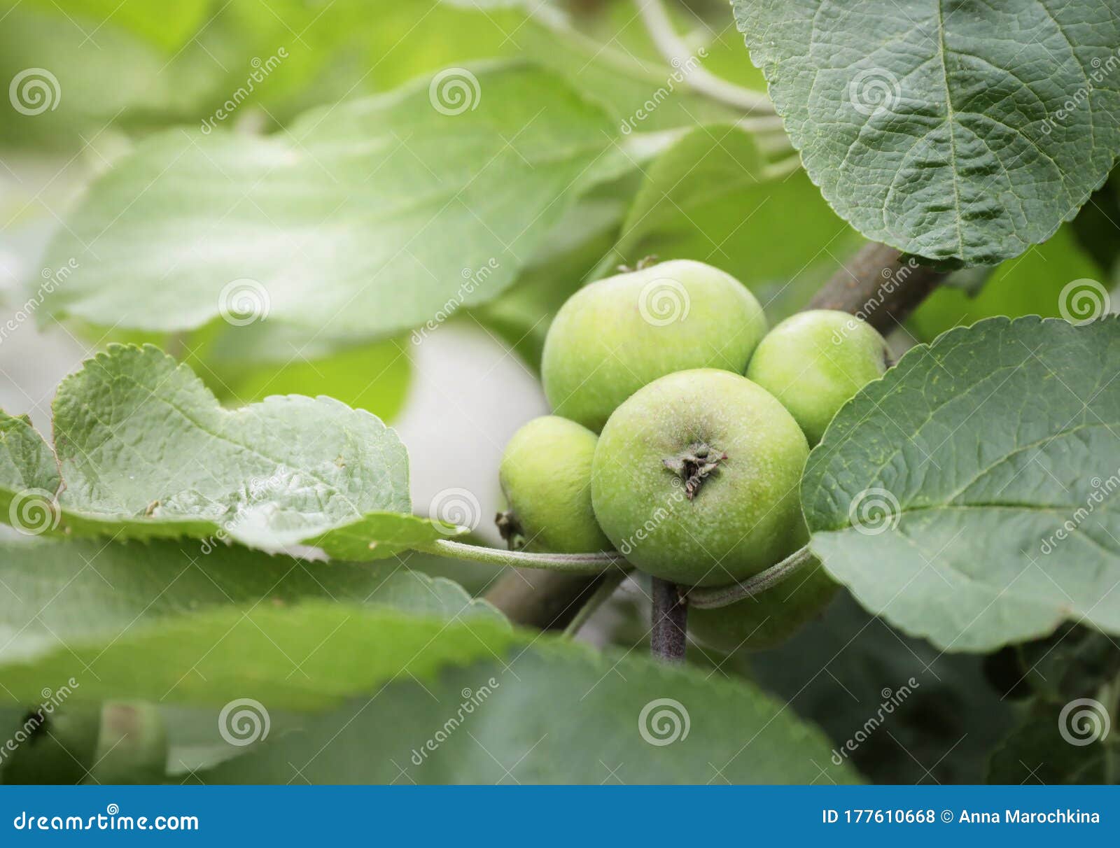 Small Green Apples on Apple-tree Stock Photo - Image of macro ...