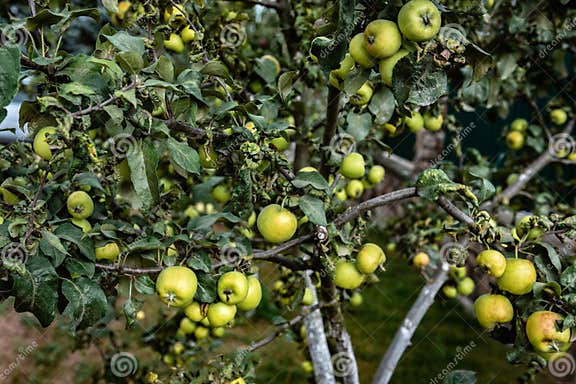 Small Green Apples on a Tree. Stock Photo - Image of fresh, farming ...