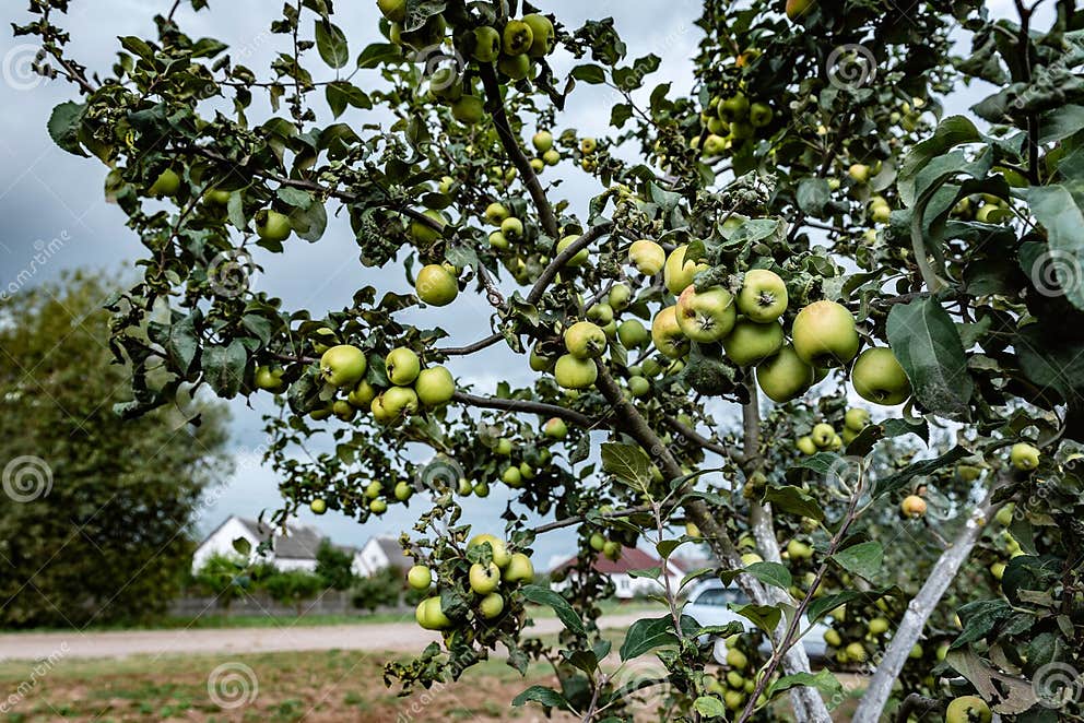 Small Green Apples on a Tree. Stock Image - Image of plant, green ...
