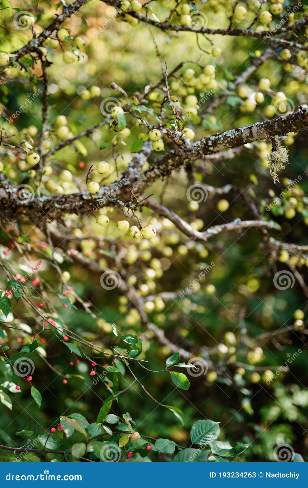 Small Green Apples on Tree Branches in the Garden. Stock Image - Image ...