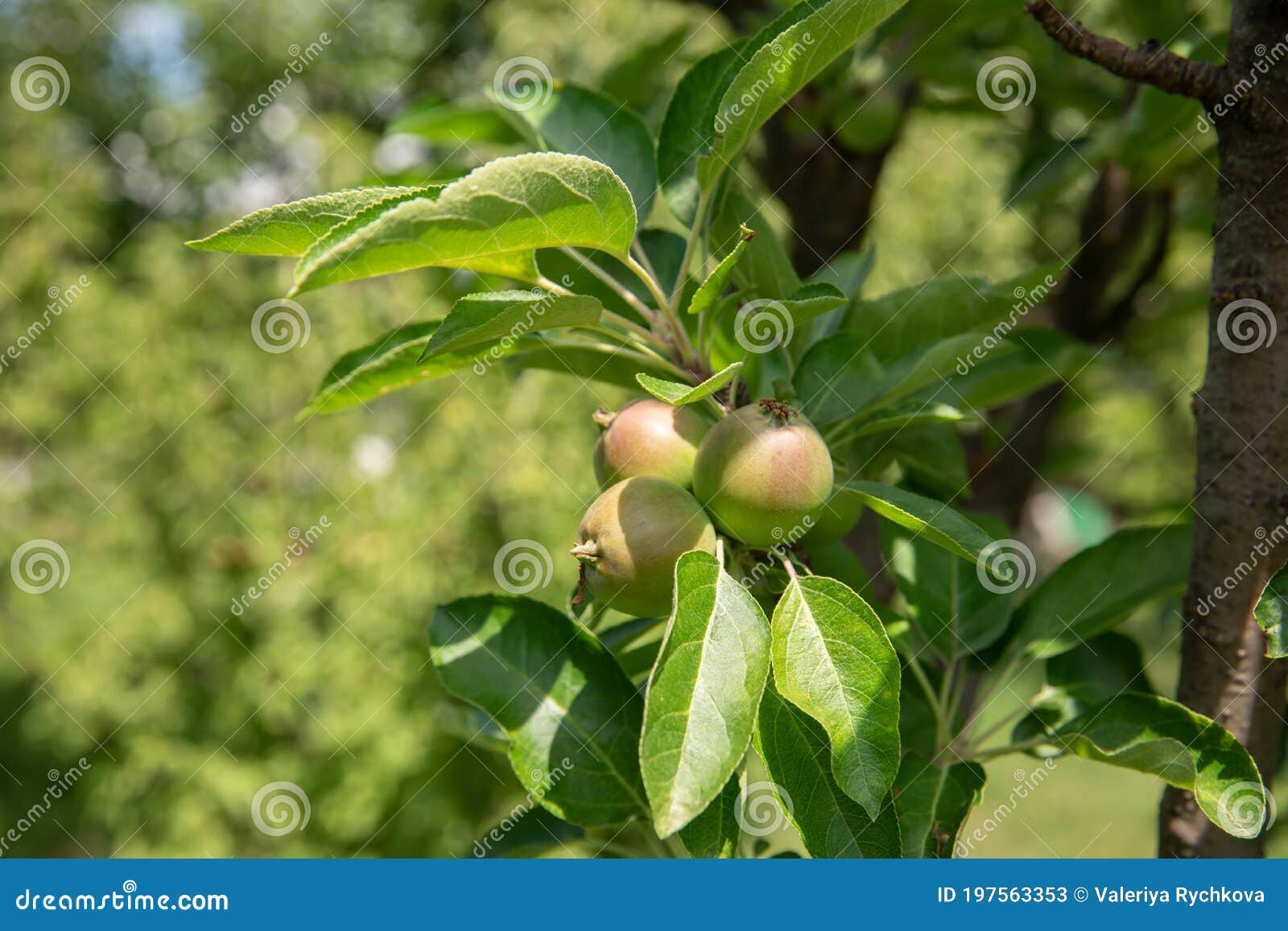 Small Green Apples on the Tree. Green Summer Garden Stock Image - Image ...
