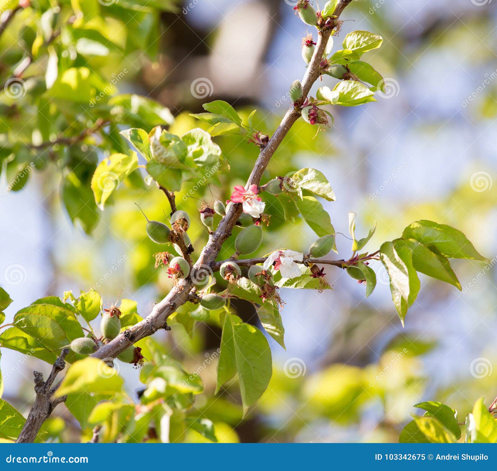 Small Green Apricots on the Tree Branches Stock Image - Image of fruit ...