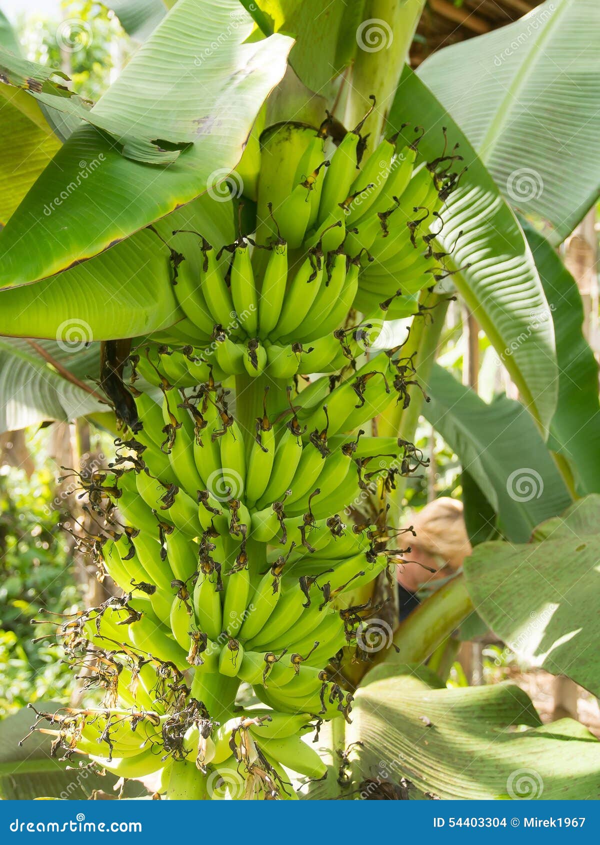 Small green bananas stock photo. Image of yellow, brown - 54403304