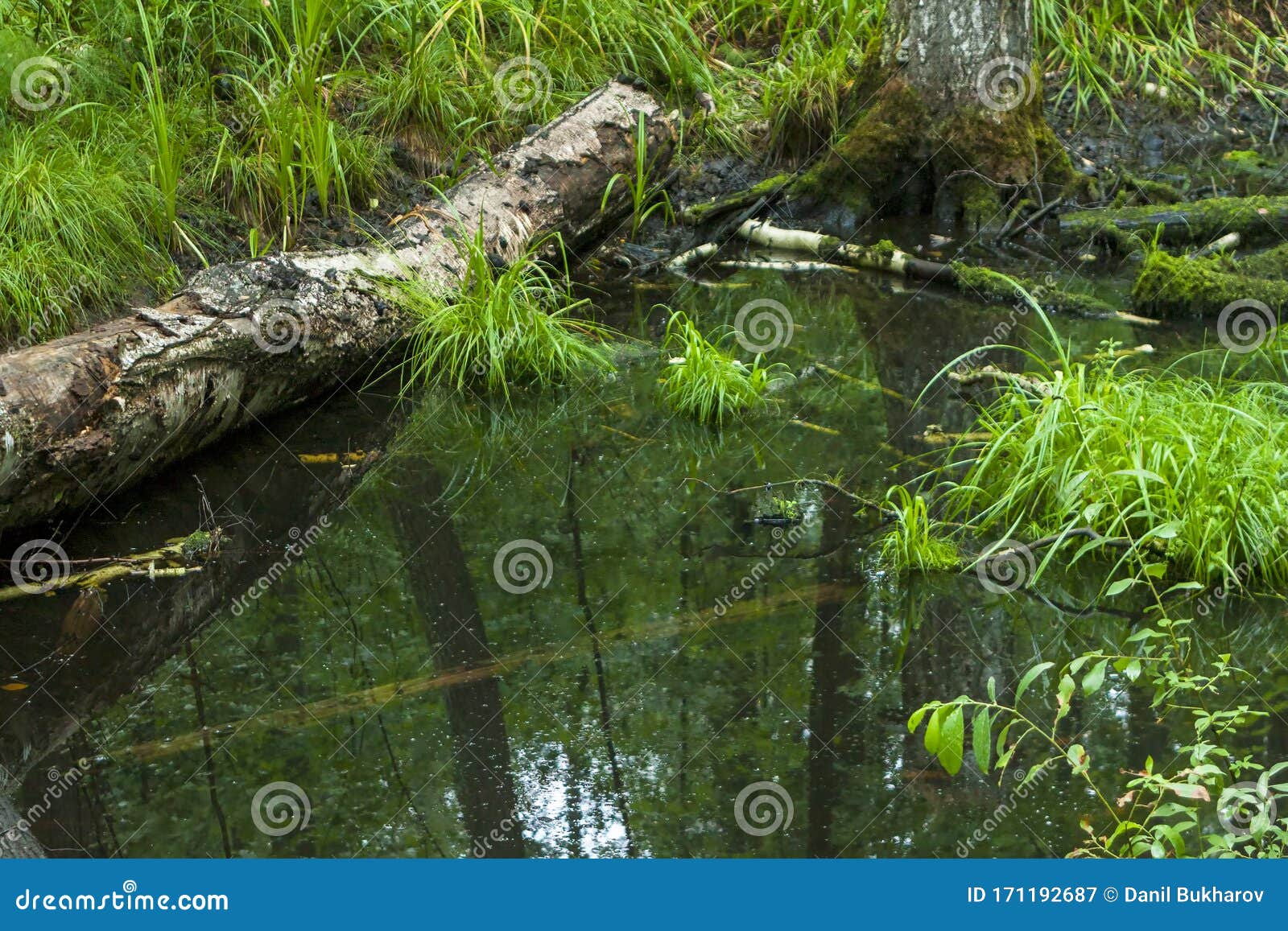 Small green bayou stock image. Image of forest, wilderness - 171192687