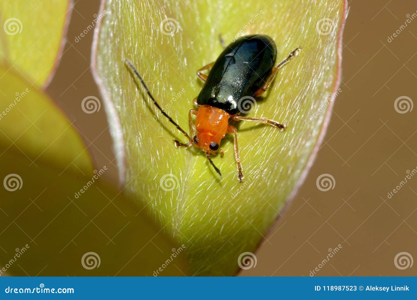 Small green beetle stock image. Image of small, beetle - 118987523