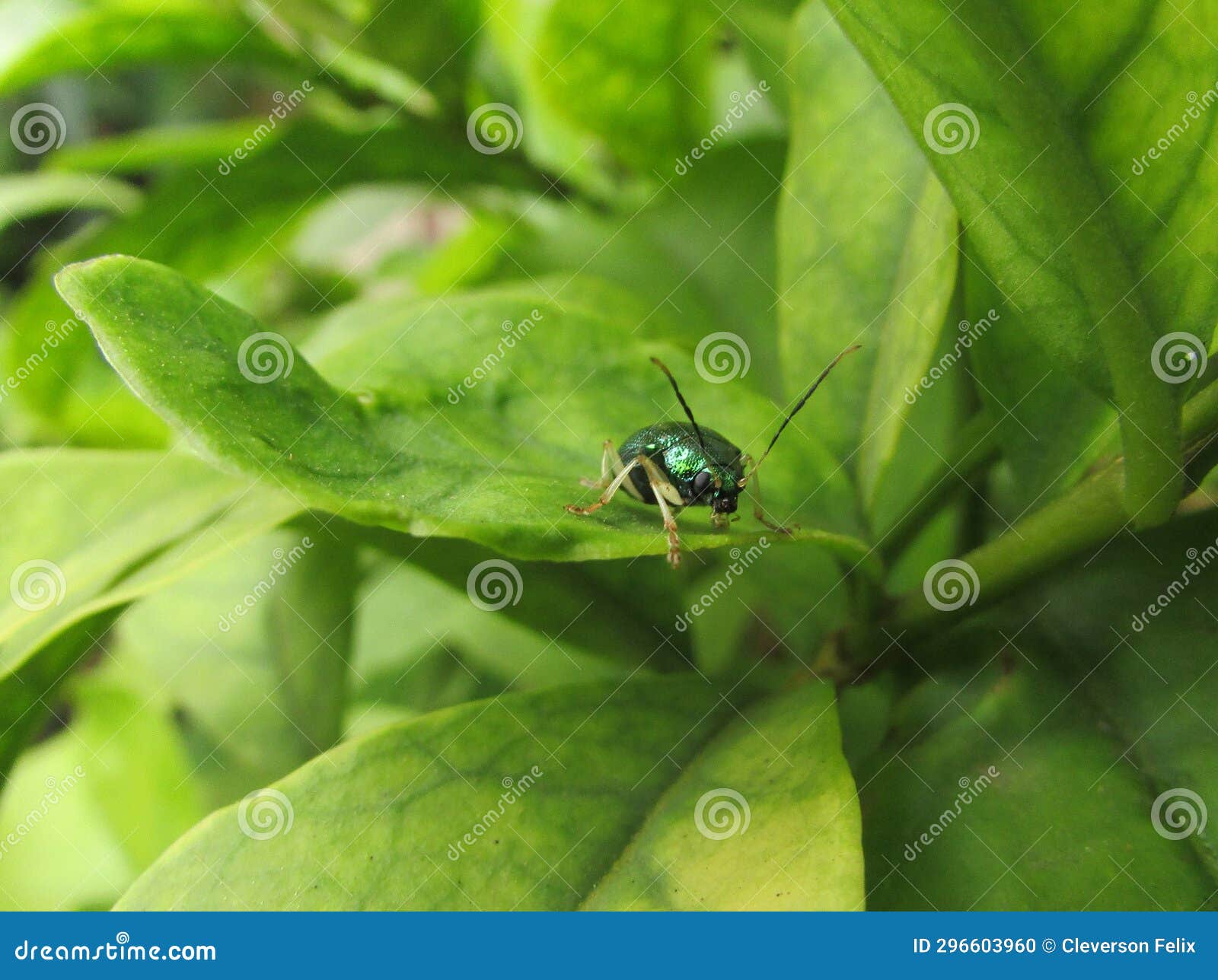A Small Green Beetle on a Leaf Stock Photo - Image of wild, wildlife ...