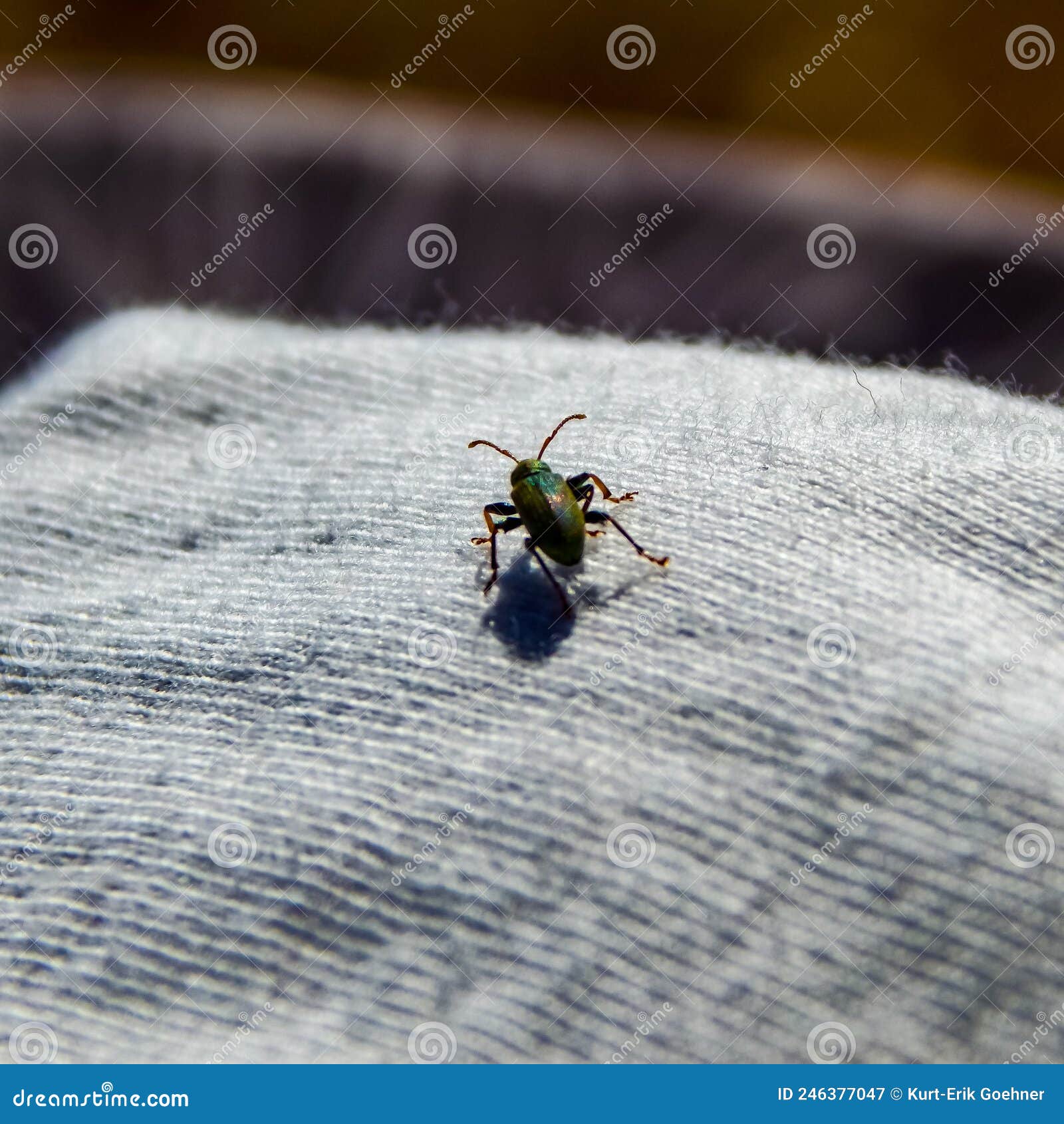 Small green beetle stock image. Image of blue, leaf - 246377047