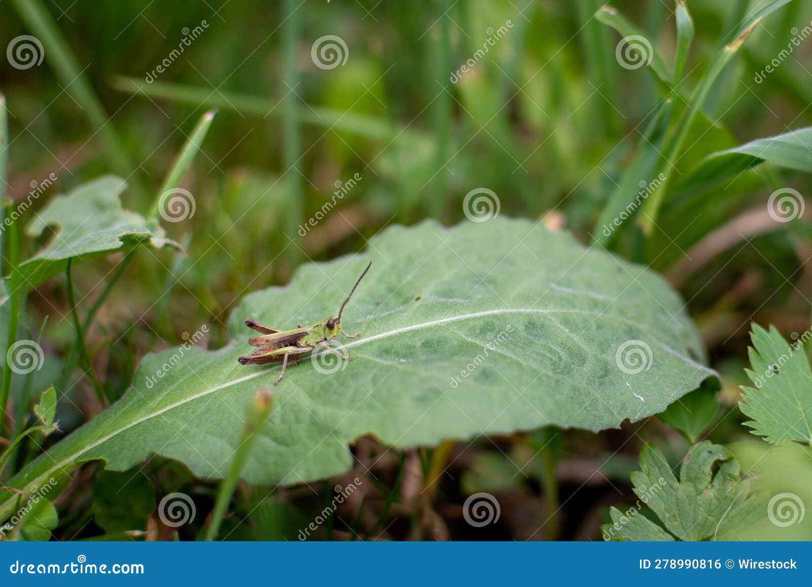 Small Green Brown Grasshopper on a Green Leaf on a Field Stock Photo - Image of yellow, nature ...