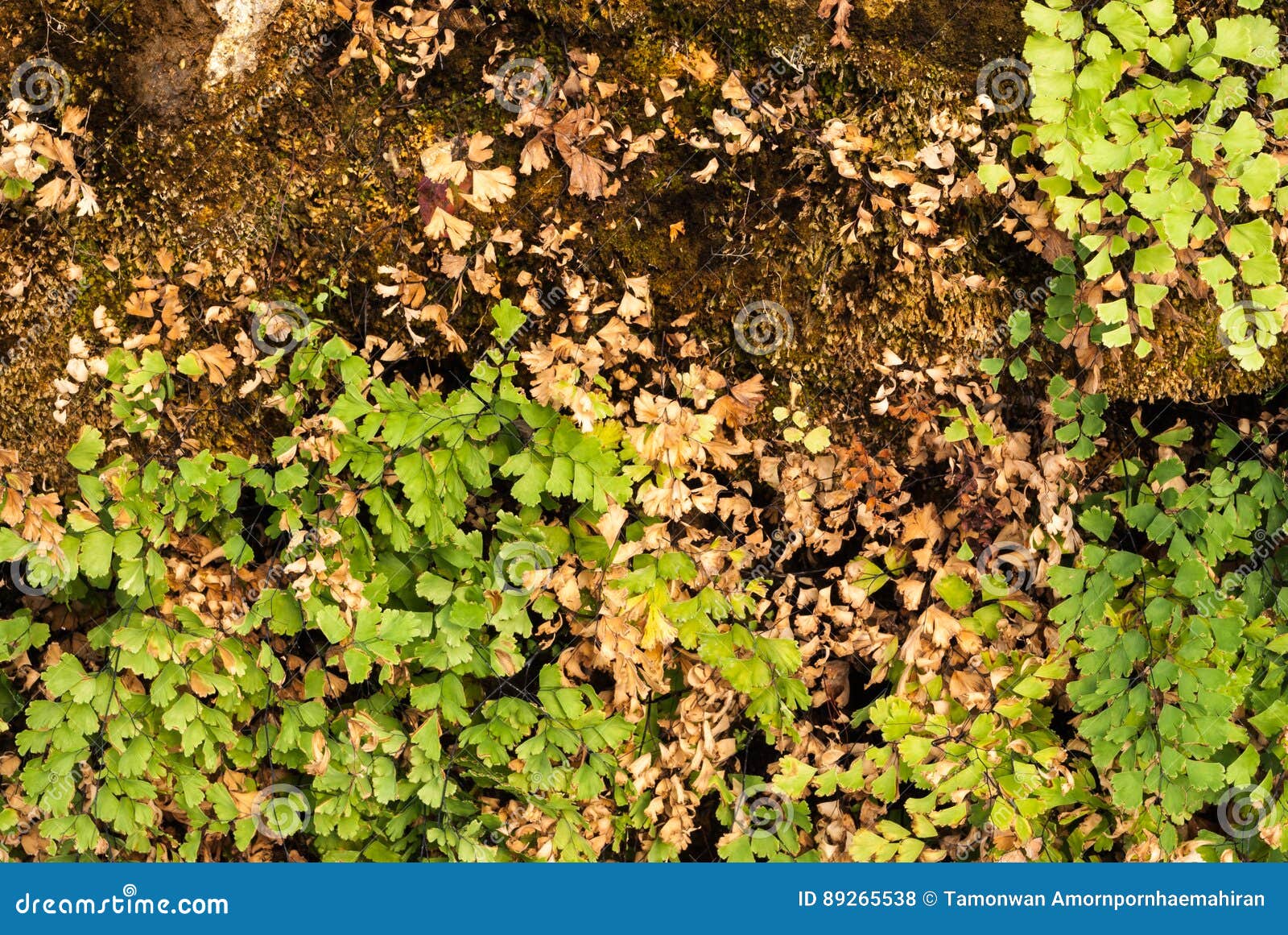 Small Green and Brown Leaves on Perfect Soil Ground Background Stock ...