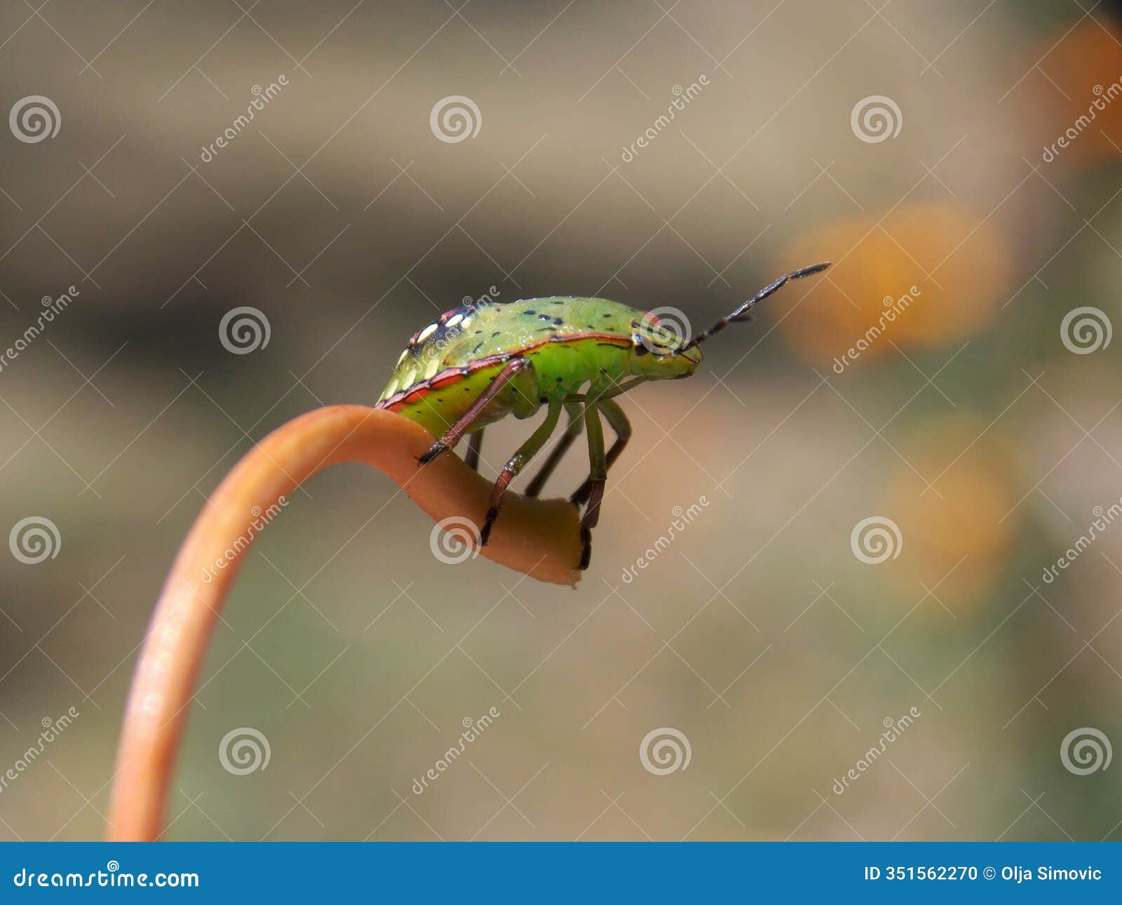 Small green bug on a plant stock photo. Image of small - 351562270
