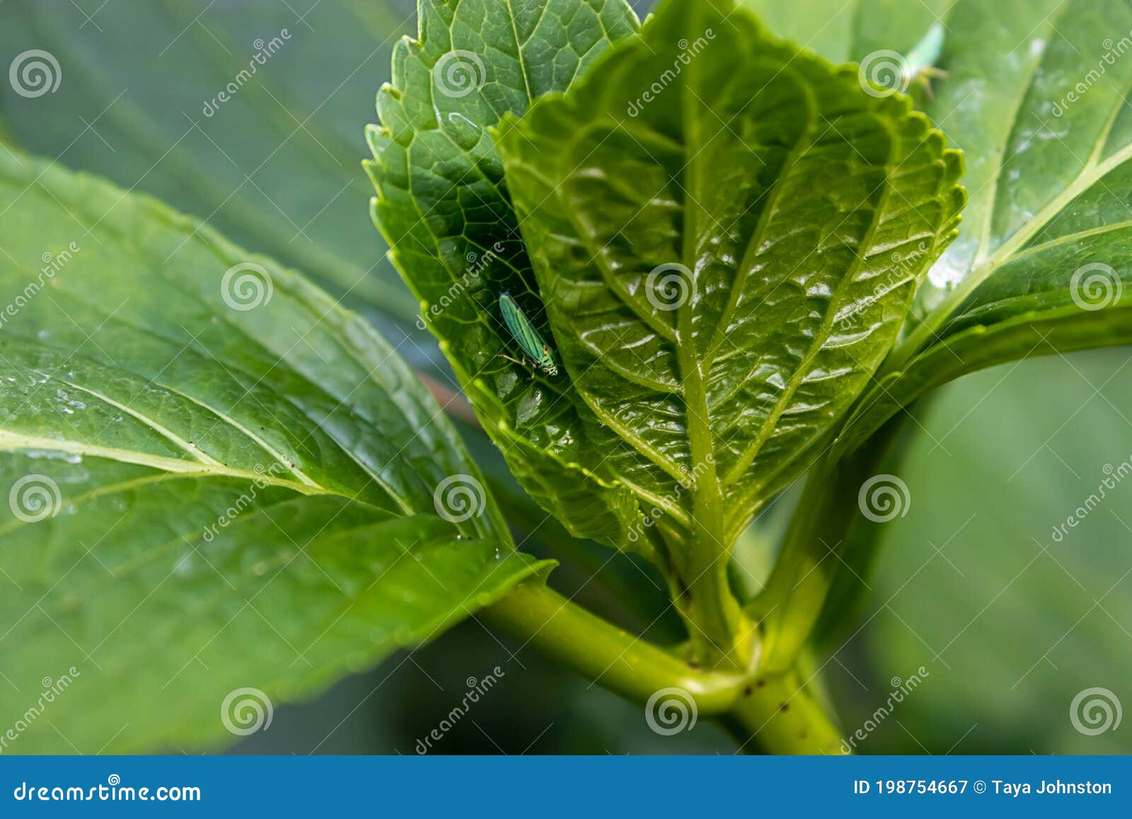Small Green Bugs on Green Hydrangea Leaves Stock Image - Image of ...
