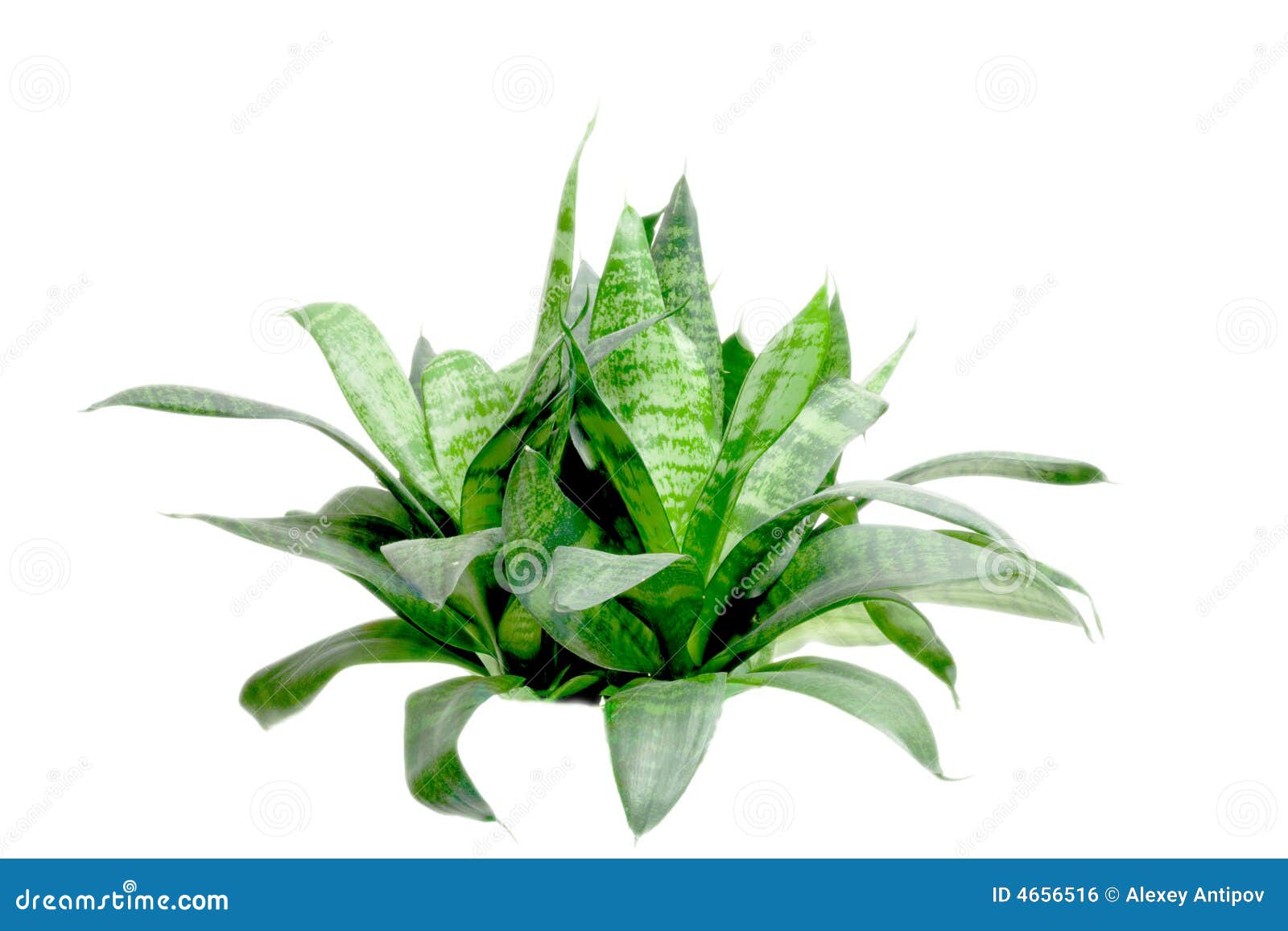 Small green bush stock photo. Image of seasoning, background - 4656516