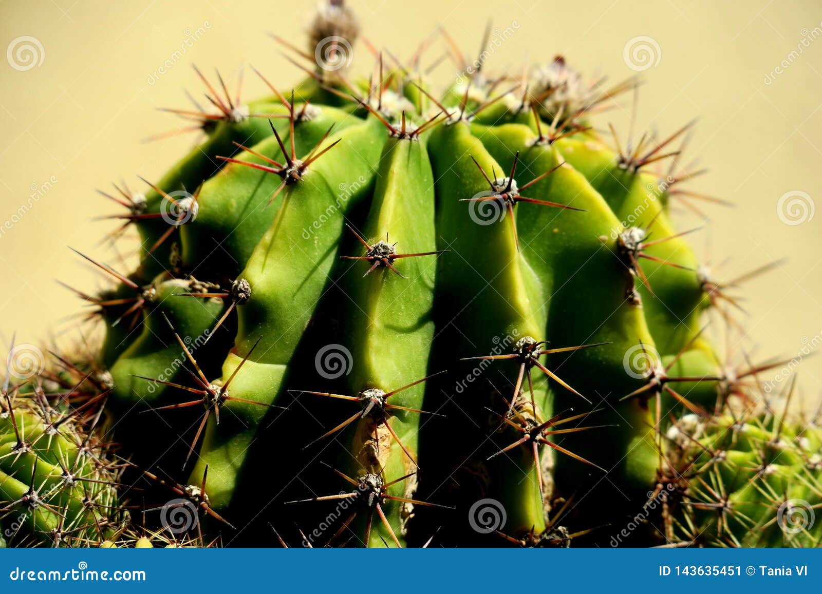 Small Green Cactus with Large Sharp Needles Stock Image - Image of ...