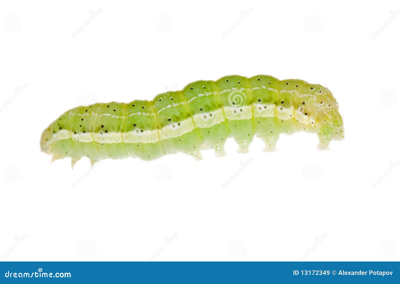 Small green caterpillar stock image. Image of animals - 13172349
