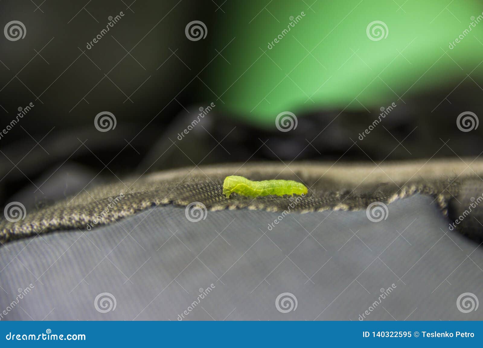 Small green caterpillar stock image. Image of wildlife - 140322595