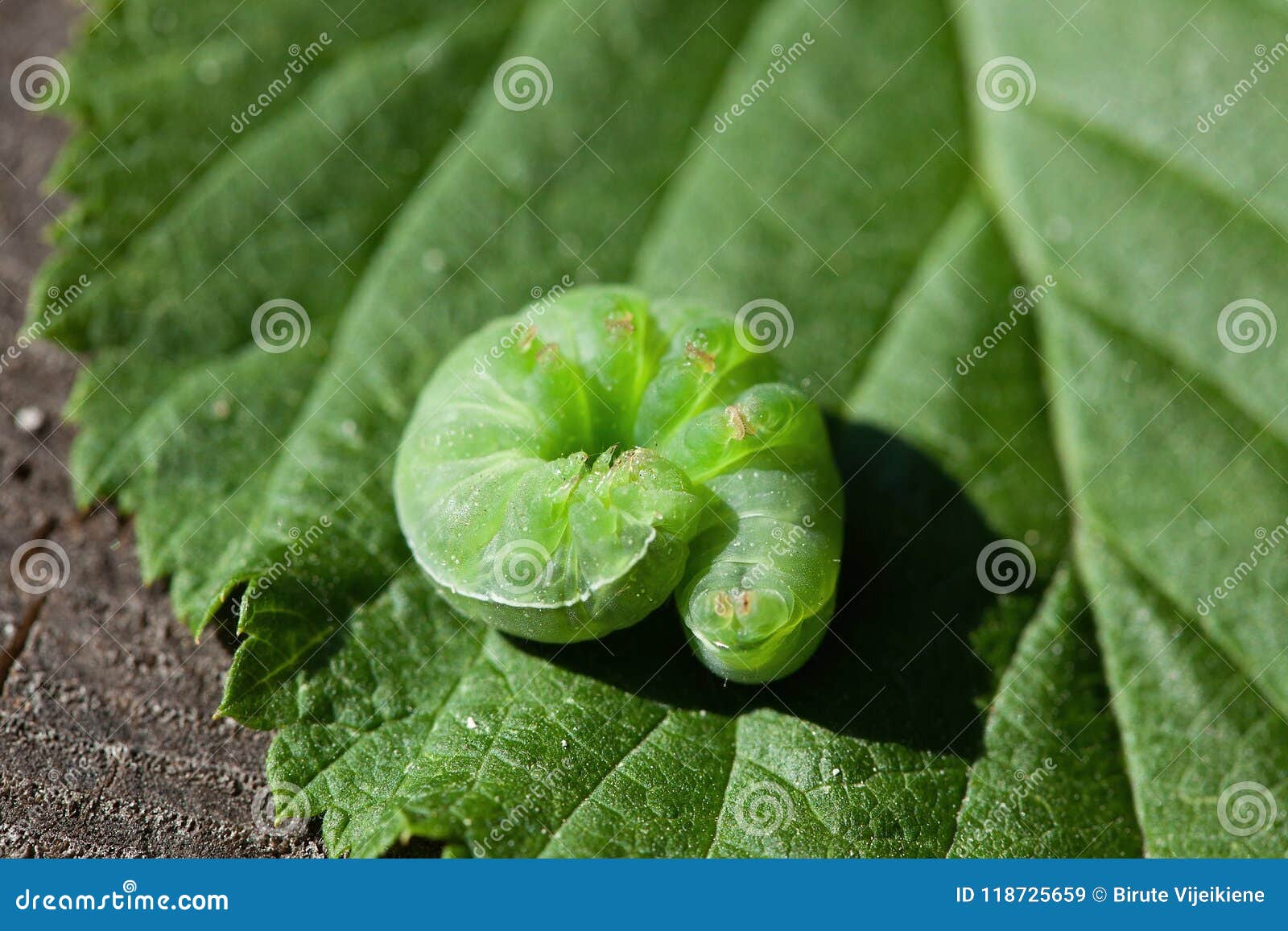 Small green caterpillar stock image. Image of worm, inchworm - 118725659