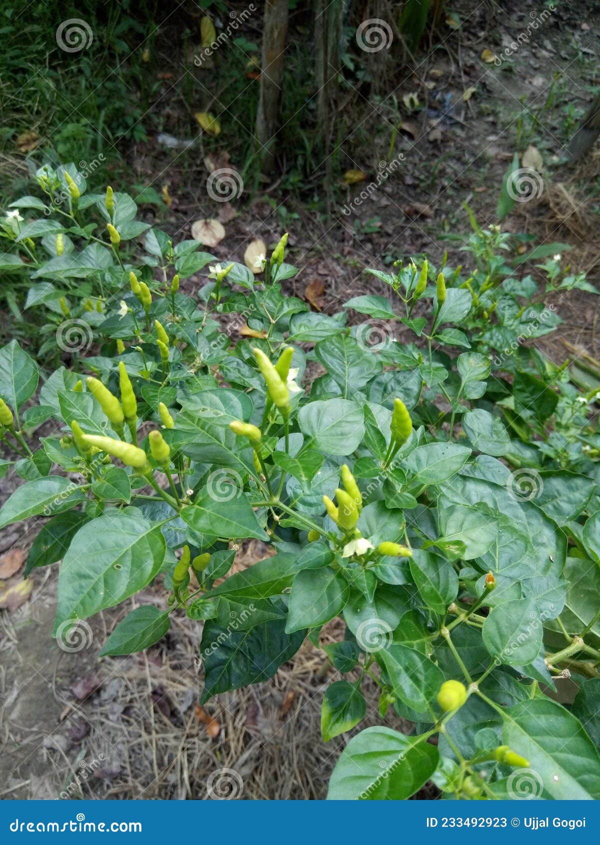 Small Green Chilli Tree in Assam Stock Image - Image of assam ...