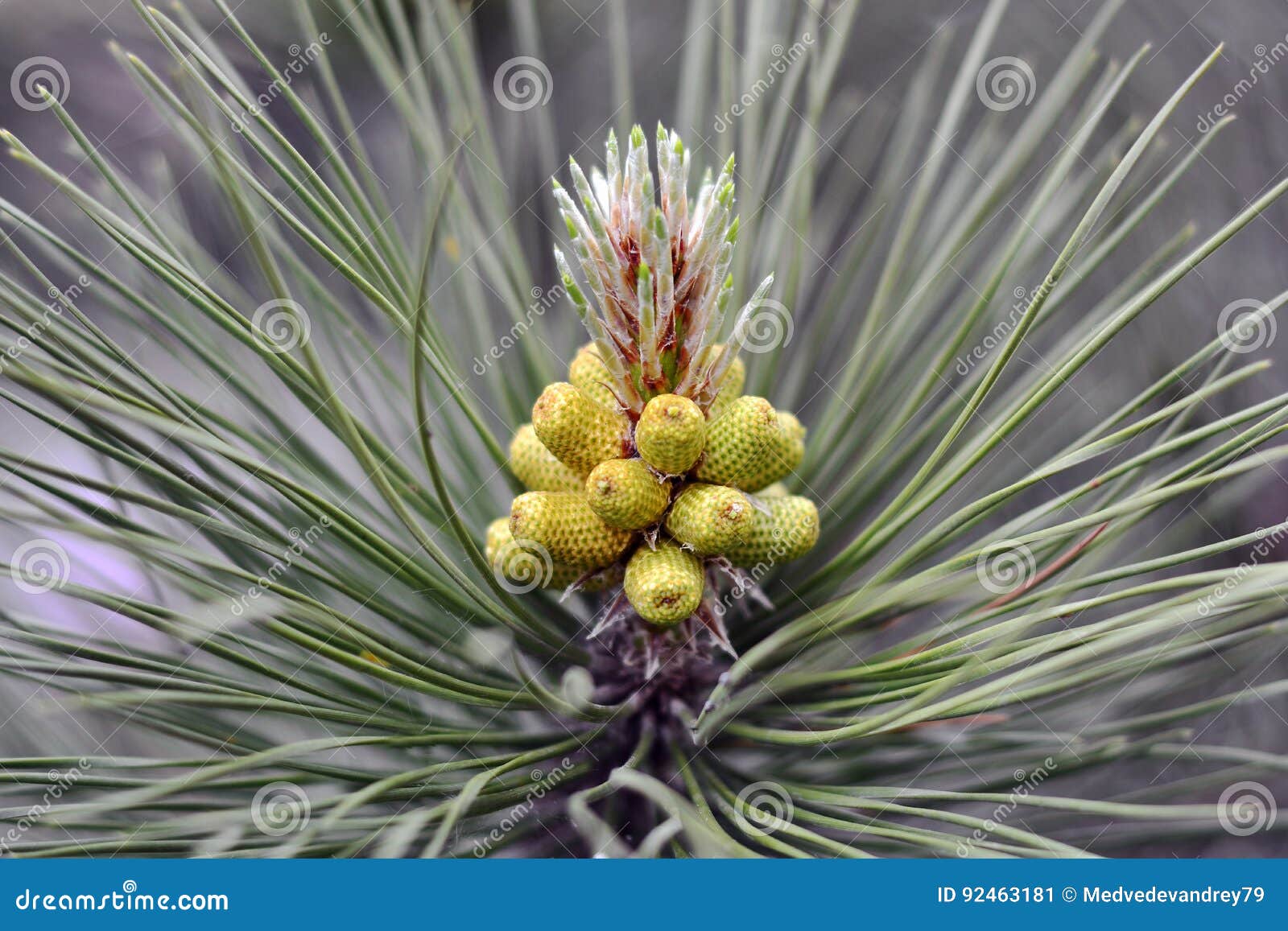 Small Green Cones on Fir Tree Closeup, Macro. Spring Time. Stock Image ...