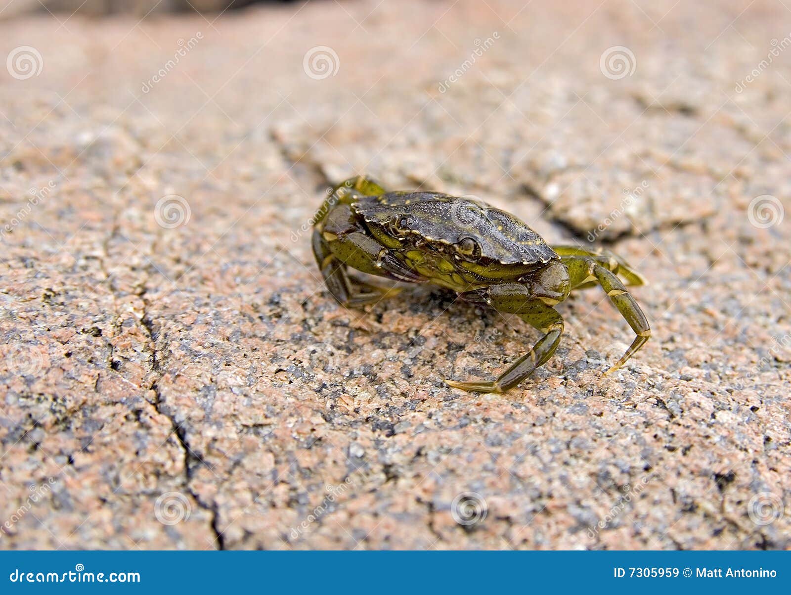 Small green crab stock image. Image of close, nature, cute - 7305959