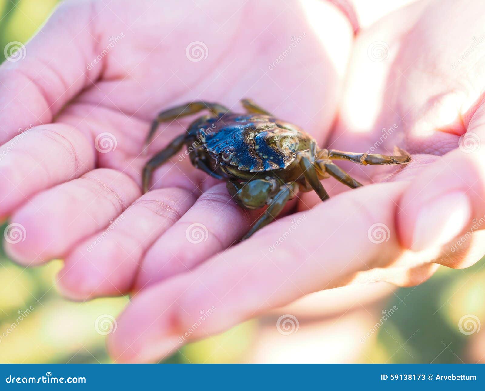 Small green crab in hands stock image. Image of hermit - 59138173
