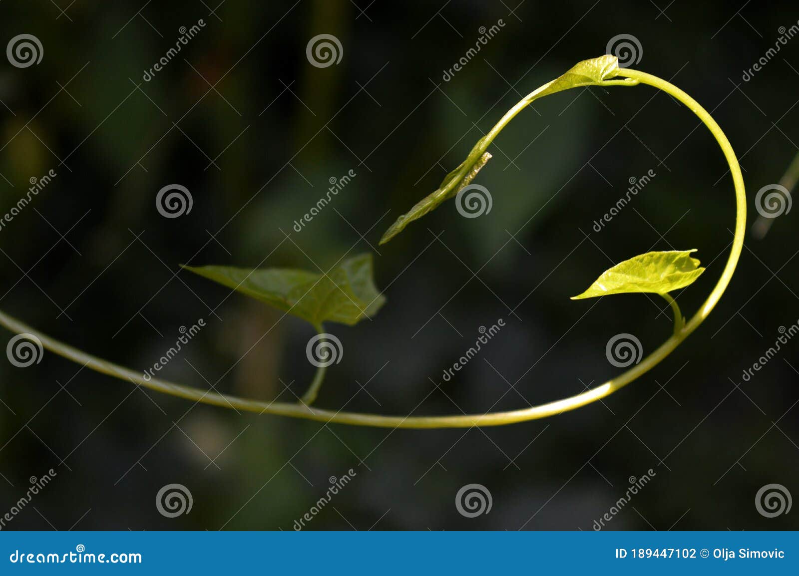 Small green creeper stock photo. Image of small, leaf - 189447102