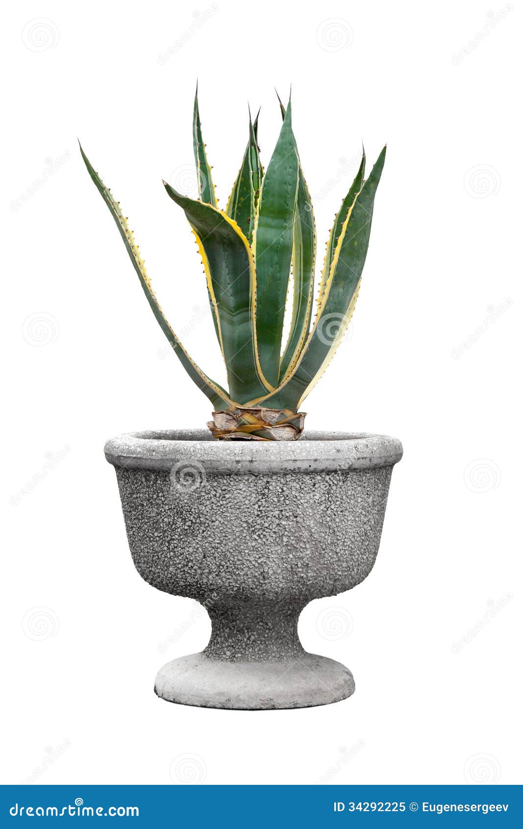 Small Green Decorative Agave Isolated Stock Image - Image of house ...