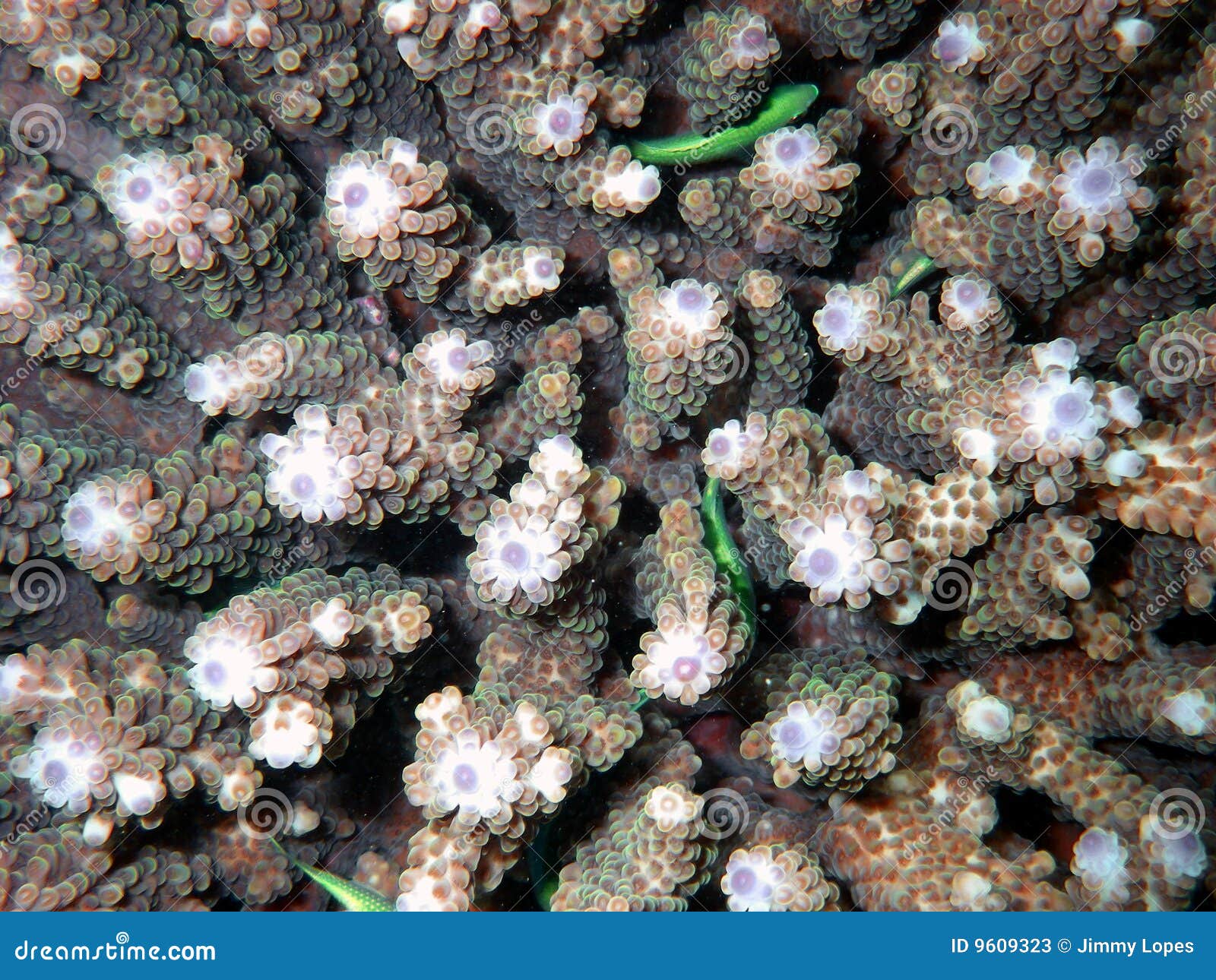 Small Green Fish in Coral Reef Stock Image - Image of close, reef: 9609323