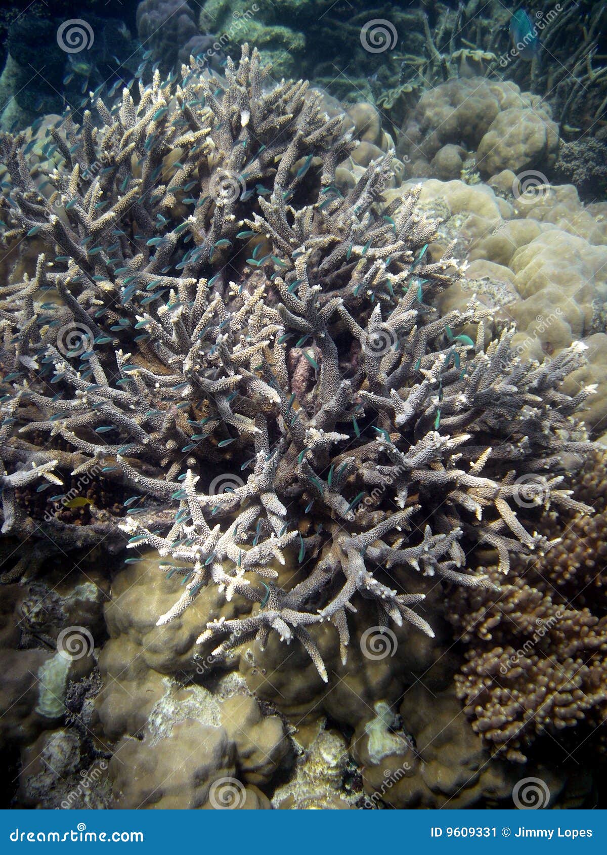 Small Green Fish in Coral Reef Stock Image - Image of living, wild: 9609331